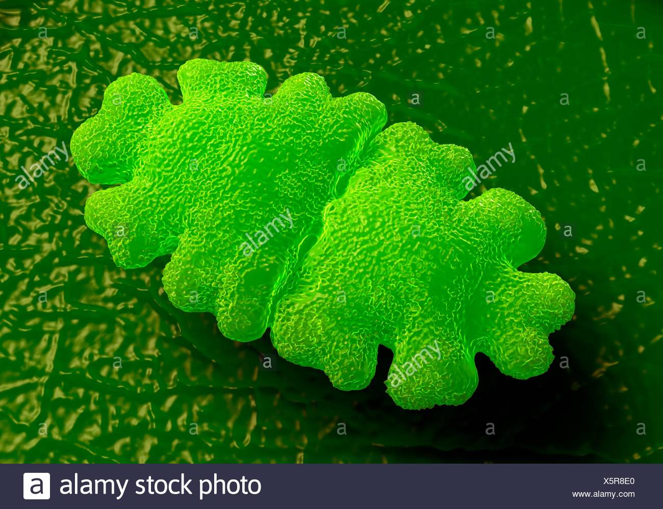 Desmid High Resolution Stock Photography and Images - Alamy