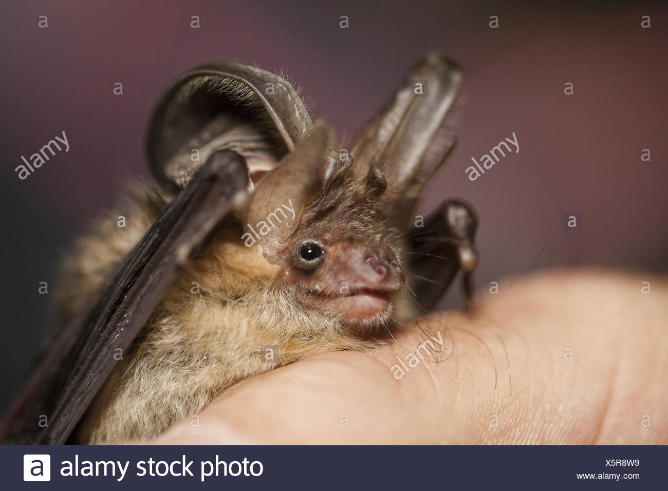 Common Long Eared Bat High Resolution Stock Photography and Images - Alamy
