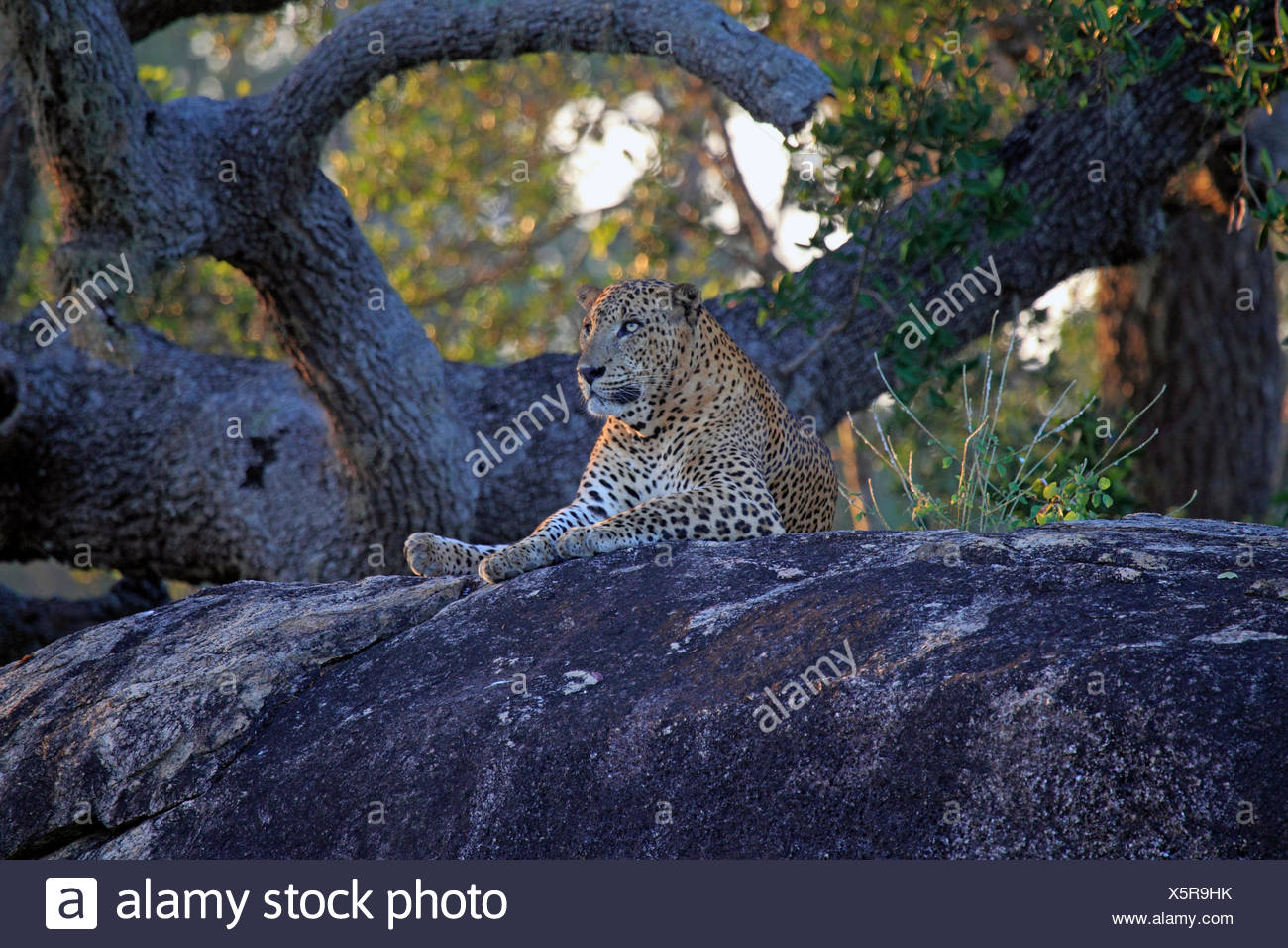 Ceylon Cat High Resolution Stock Photography and Images - Alamy