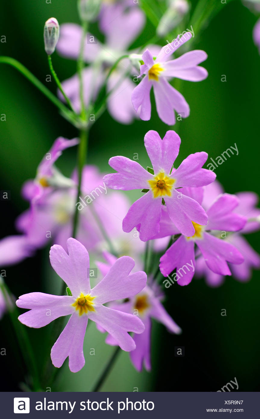 Primula Malacoides High Resolution Stock Photography and Images - Alamy