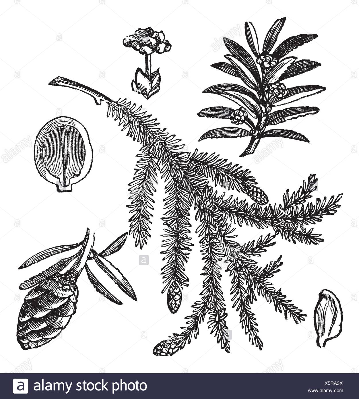 Old Picture Of Hemlock High Resolution Stock Photography and Images - Alamy