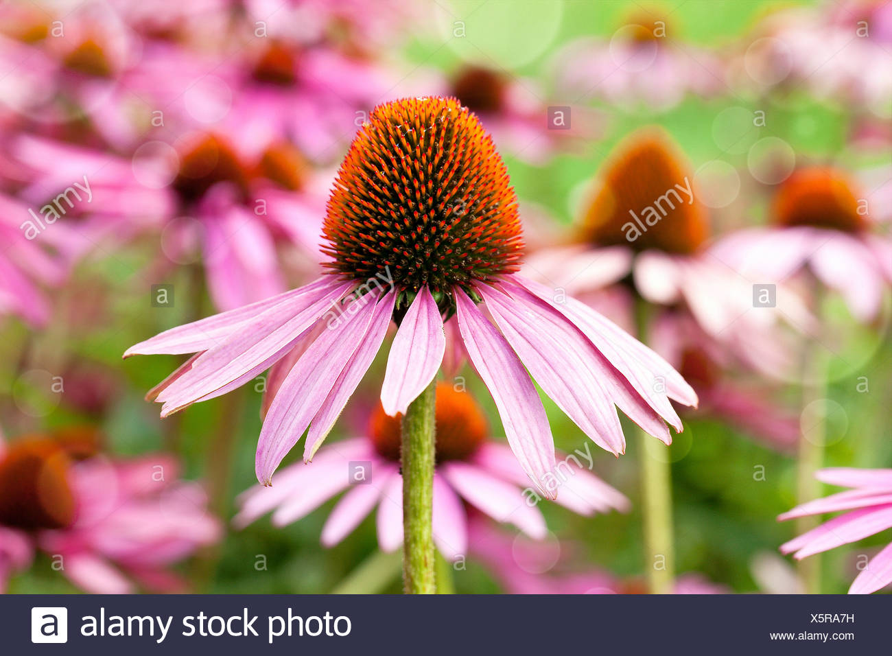 Cone Flowers High Resolution Stock Photography and Images - Alamy
