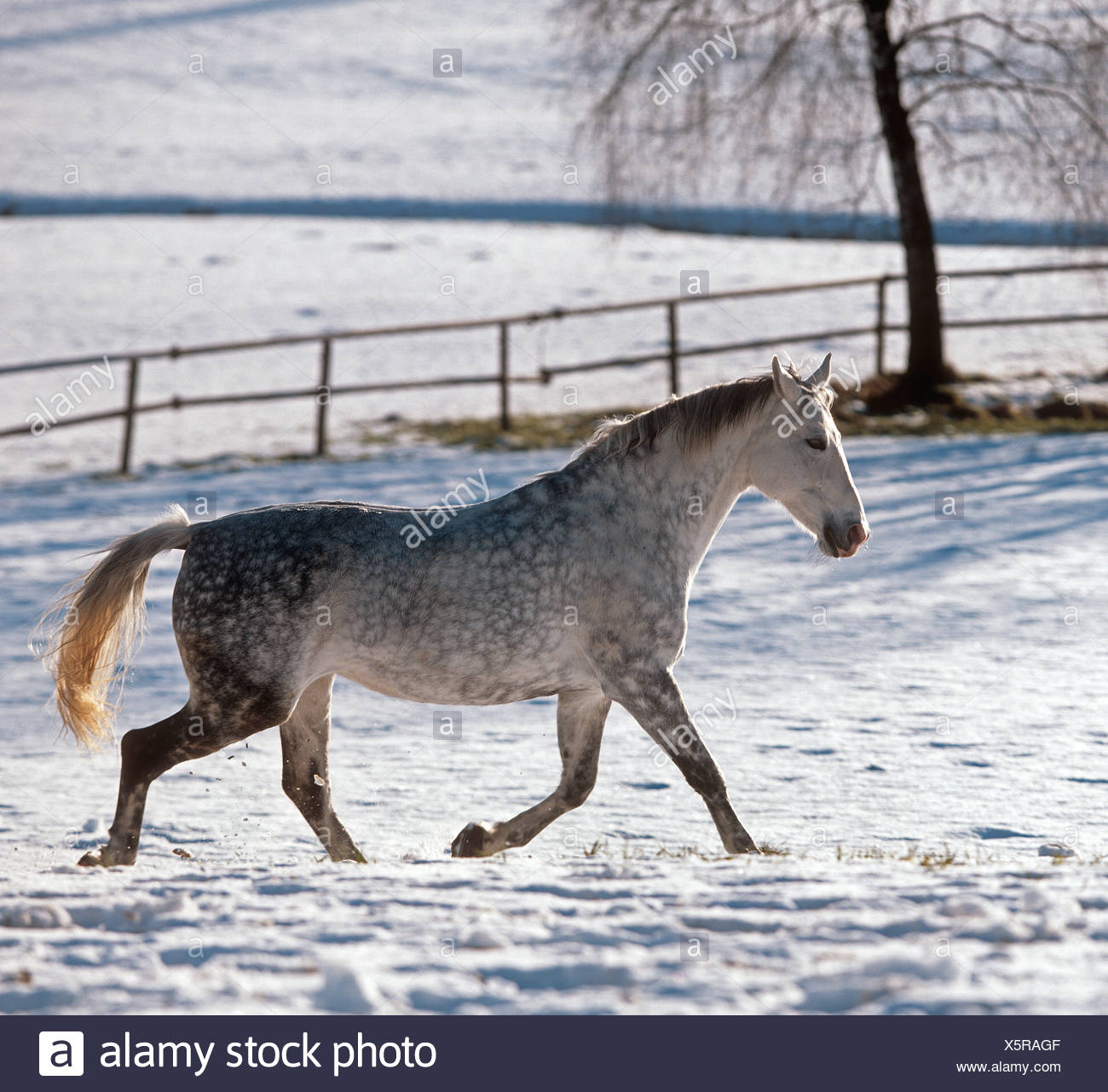 Dapple Grey Horse Stock Photos & Dapple Grey Horse Stock Images - Alamy