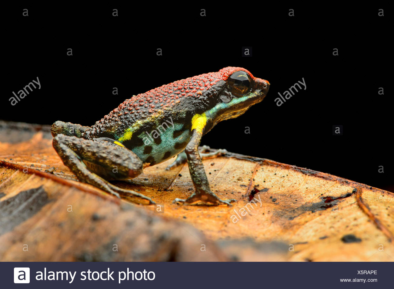 Yasuni And Frog High Resolution Stock Photography and Images - Alamy
