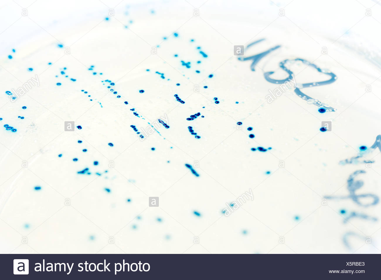 Agar Plate High Resolution Stock Photography and Images - Alamy
