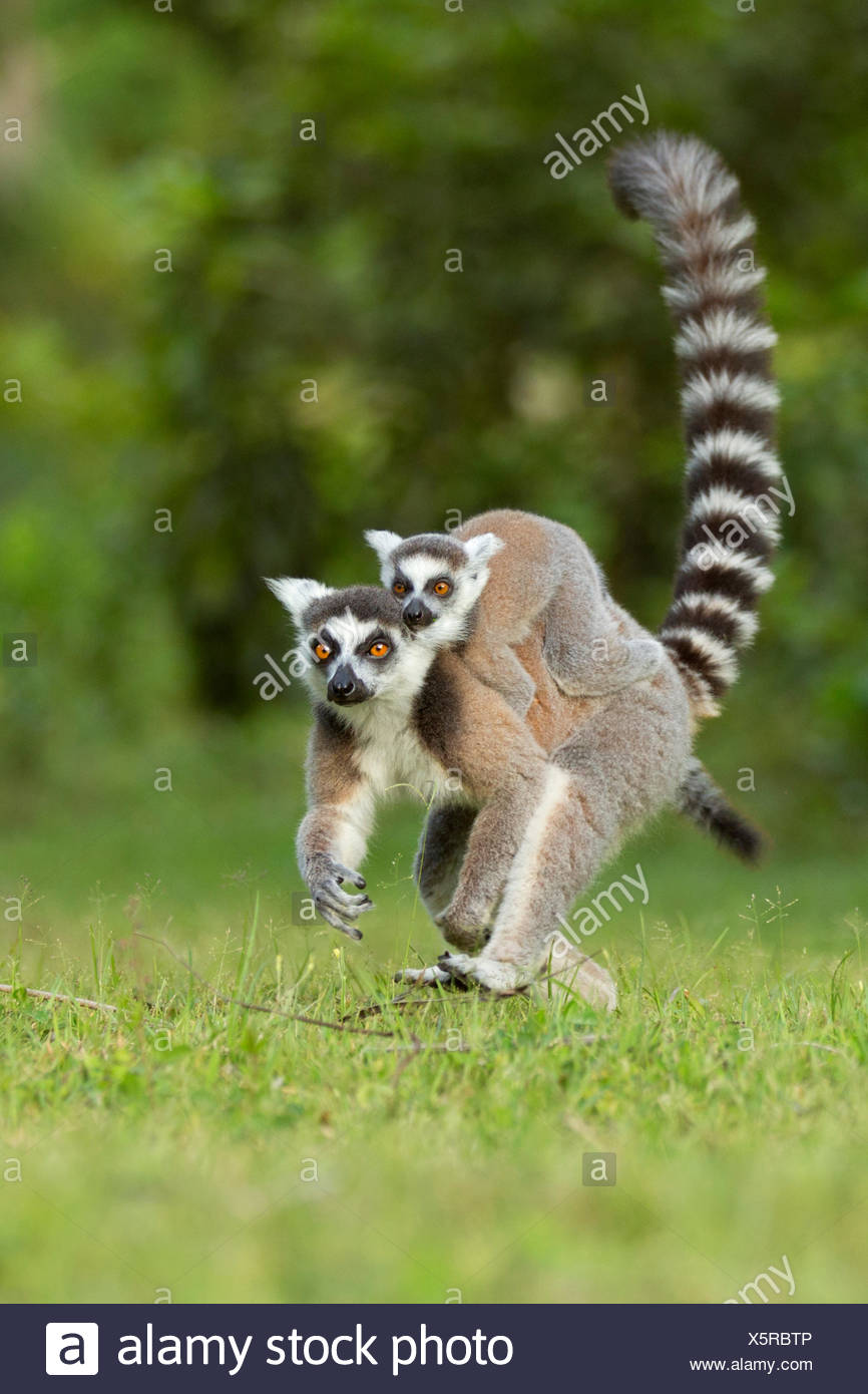 Back Of Eye High Resolution Stock Photography and Images - Alamy