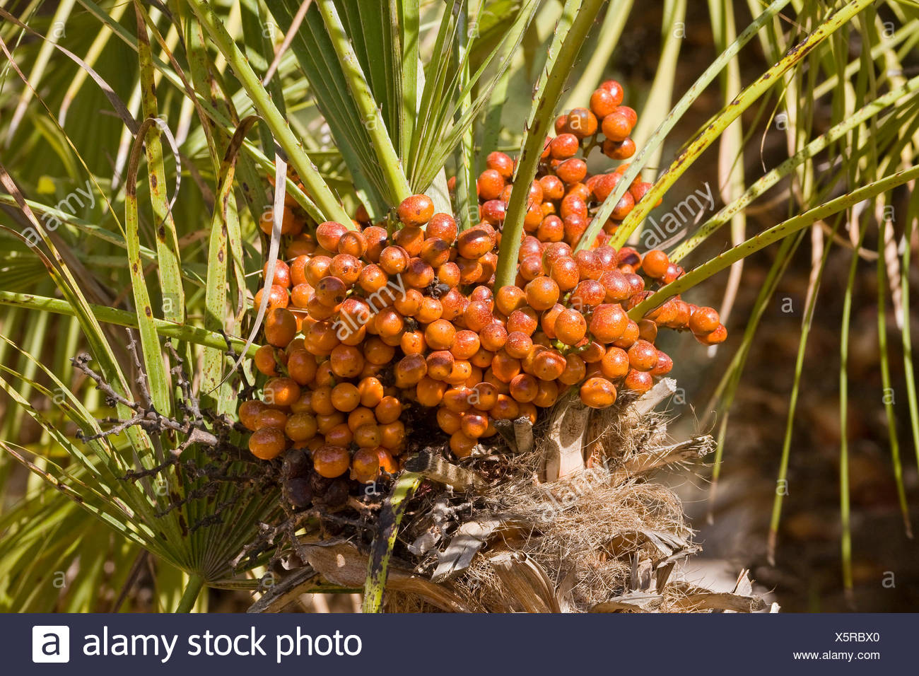 Palmae Arecaceae Stock Photos & Palmae Arecaceae Stock Images - Alamy