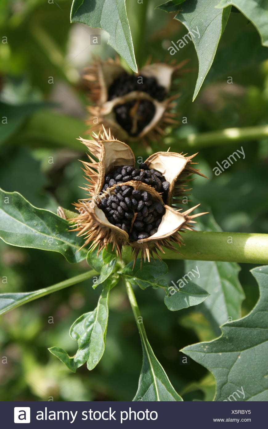 Thornapple High Resolution Stock Photography and Images - Alamy