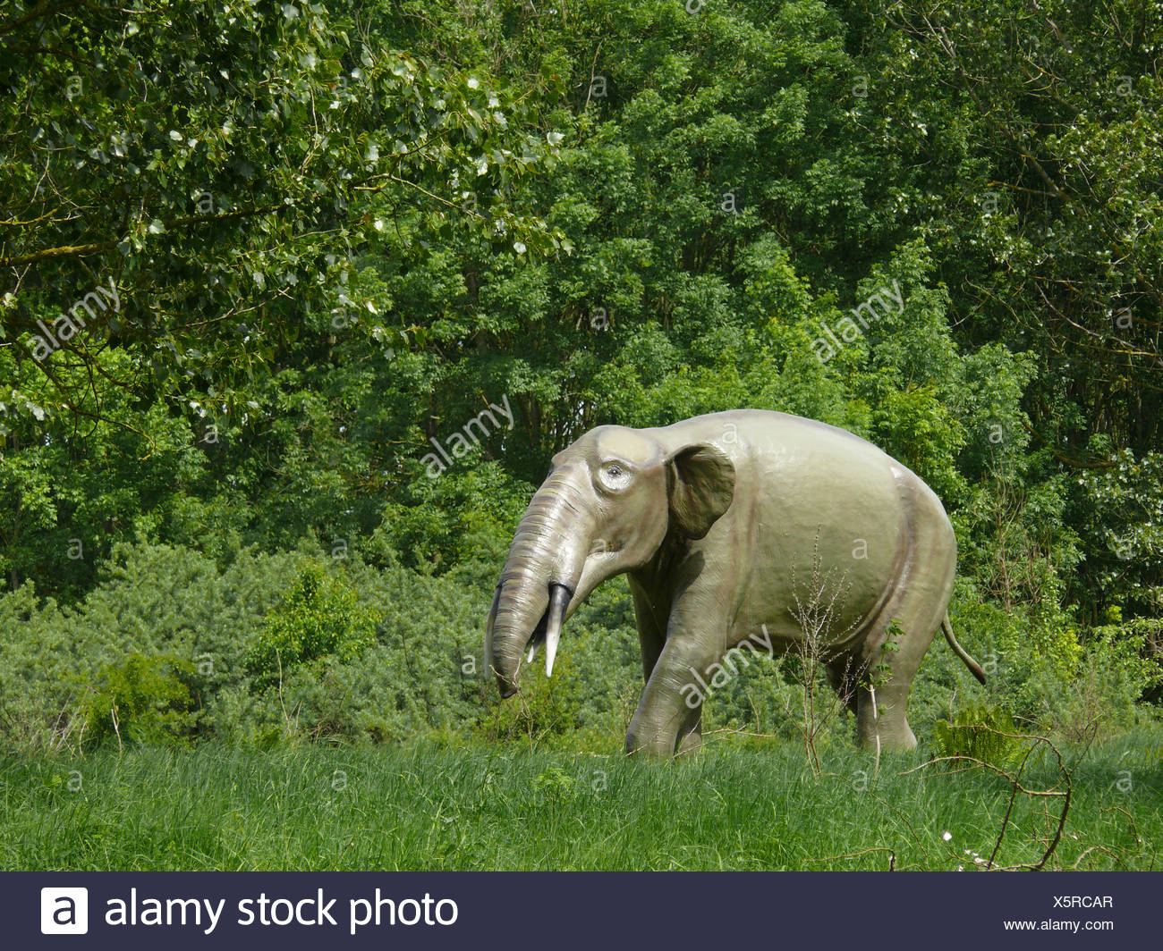 Gomphotherium Gomphotherium High Resolution Stock Photography and ...