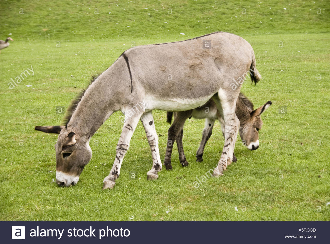 Donkey Colt High Resolution Stock Photography and Images - Alamy