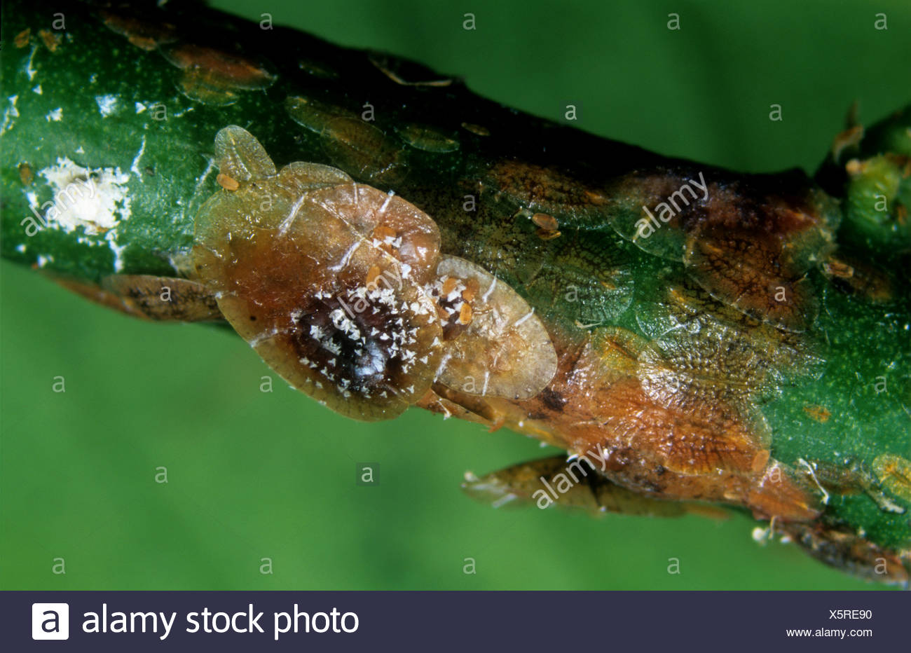 Soft Scale Insects Stock Photos & Soft Scale Insects Stock Images - Alamy