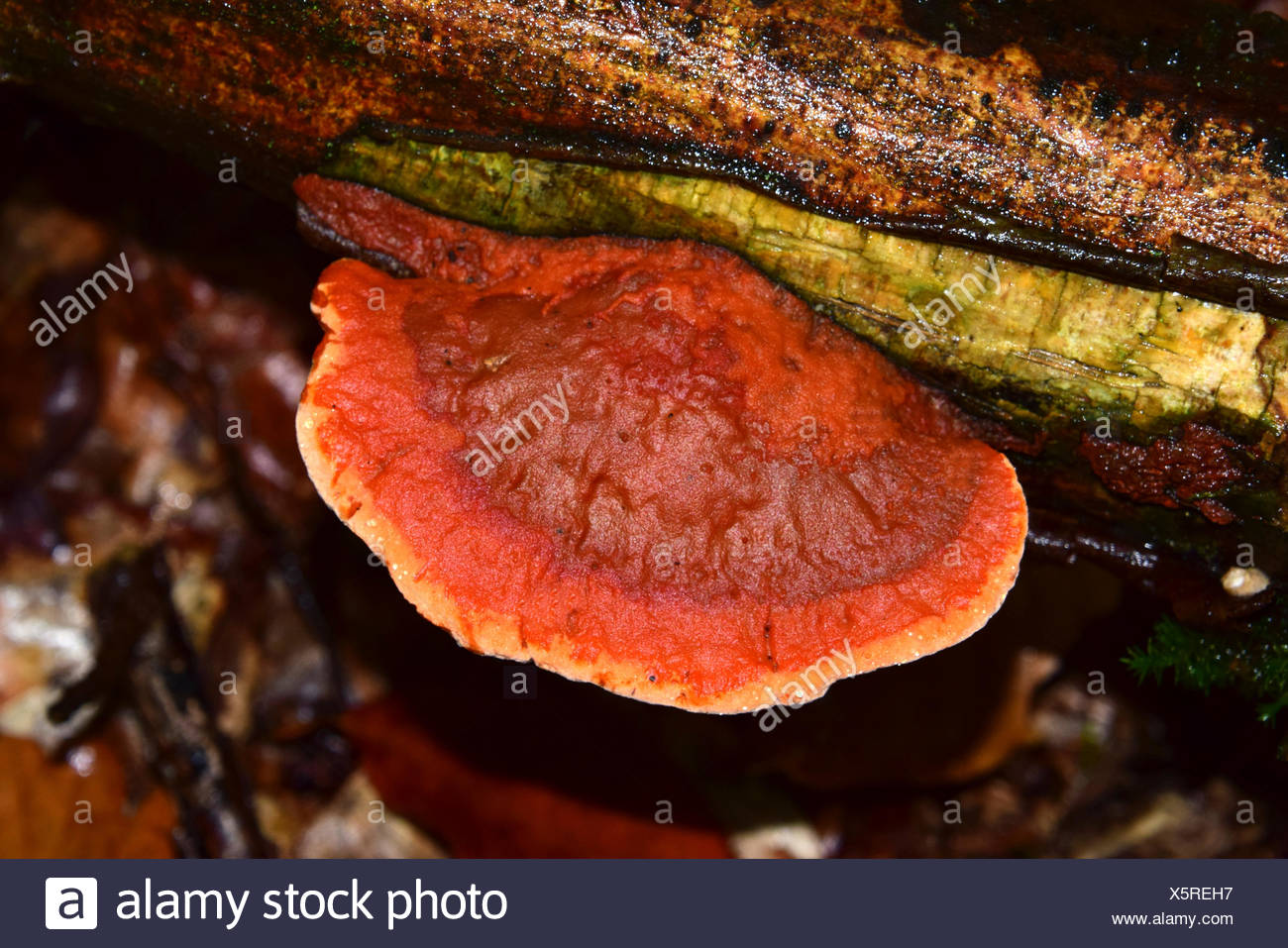 Saprophytic Plant Stock Photos & Saprophytic Plant Stock Images - Alamy