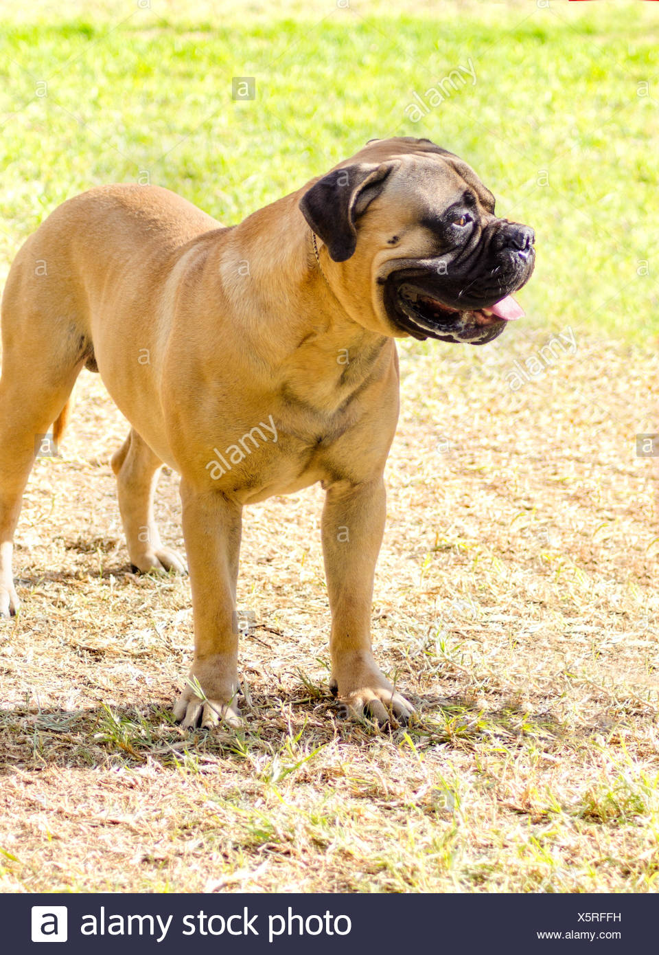 Strong Built Dog High Resolution Stock Photography and Images - Alamy