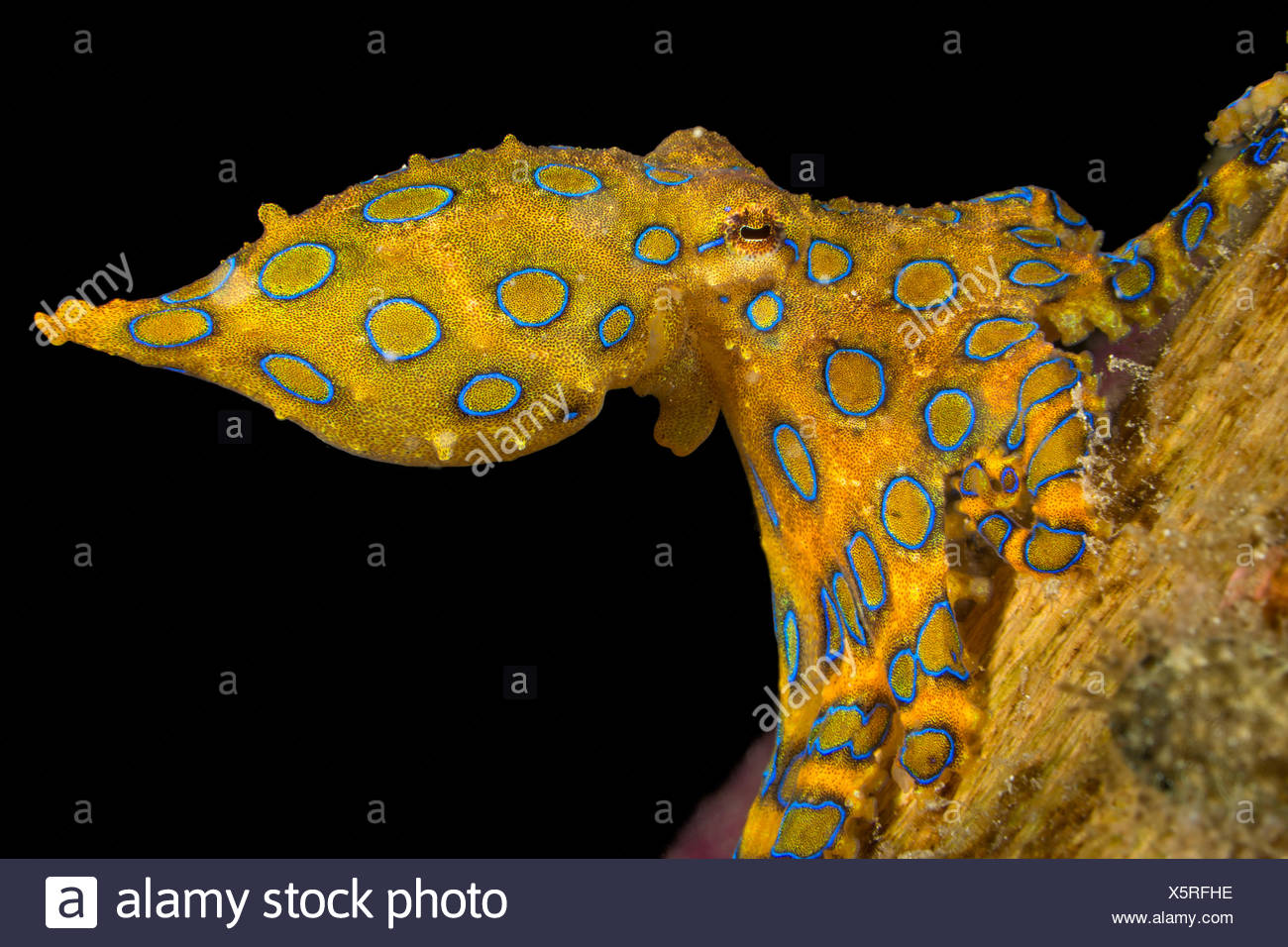 Hapalochlaena High Resolution Stock Photography and Images - Alamy
