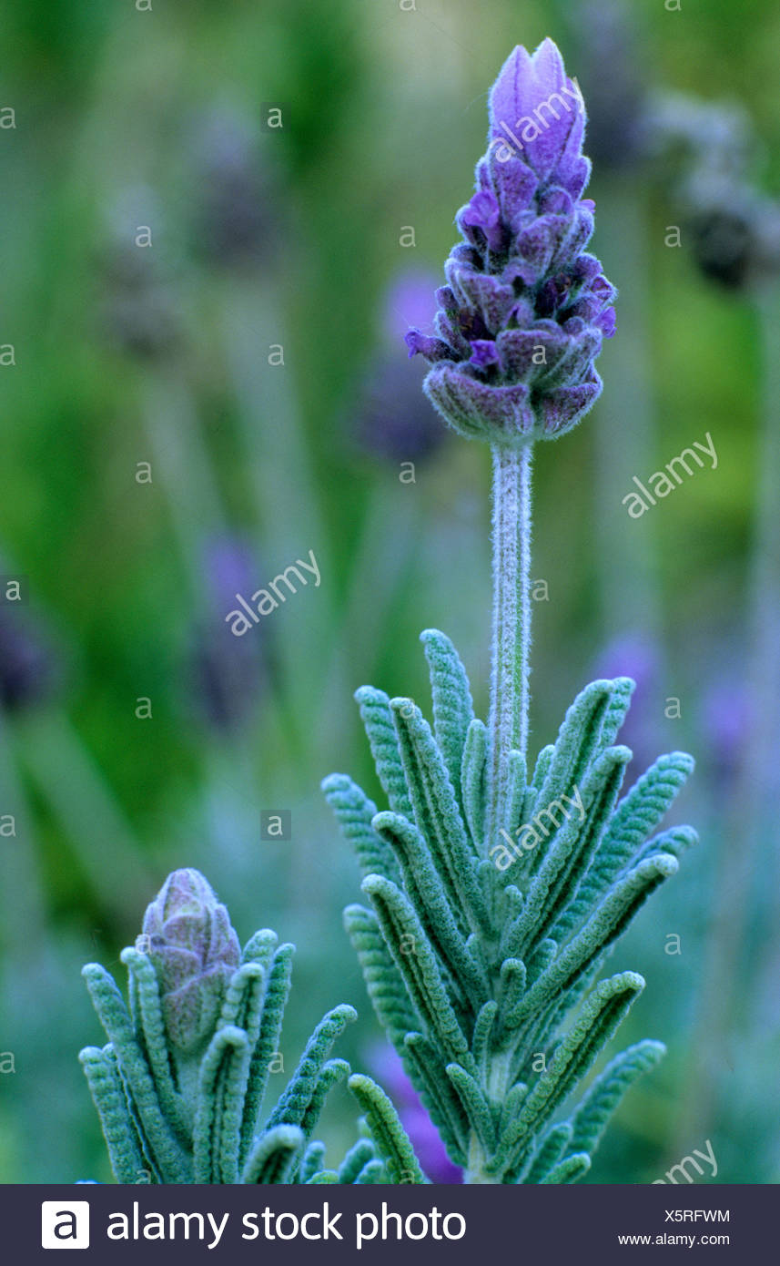 Lavandula Dentata High Resolution Stock Photography and Images - Alamy