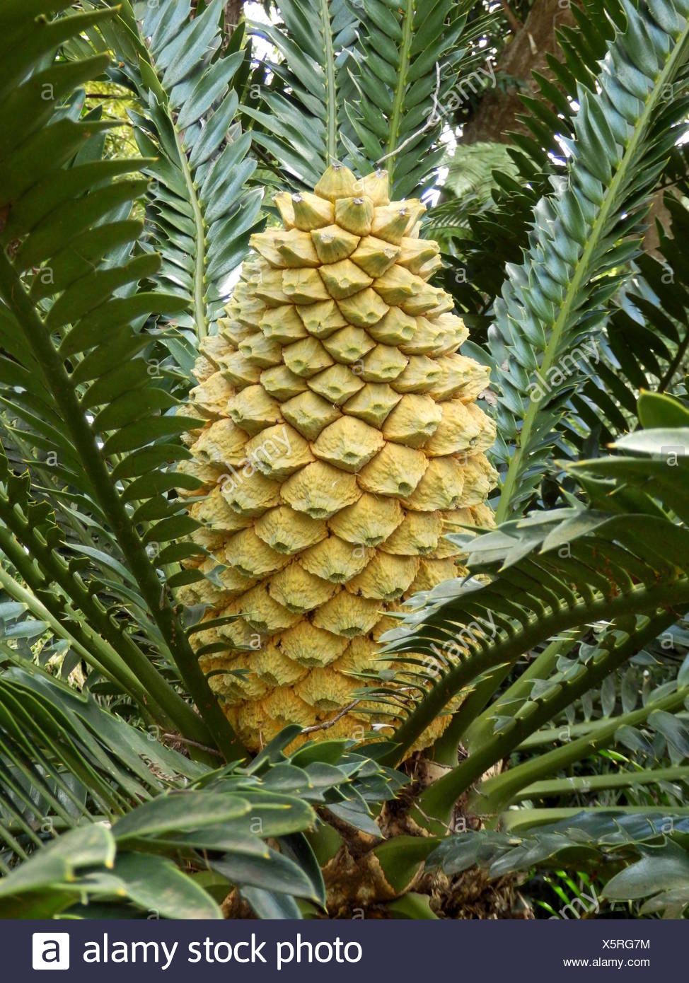 Lebombo High Resolution Stock Photography and Images - Alamy