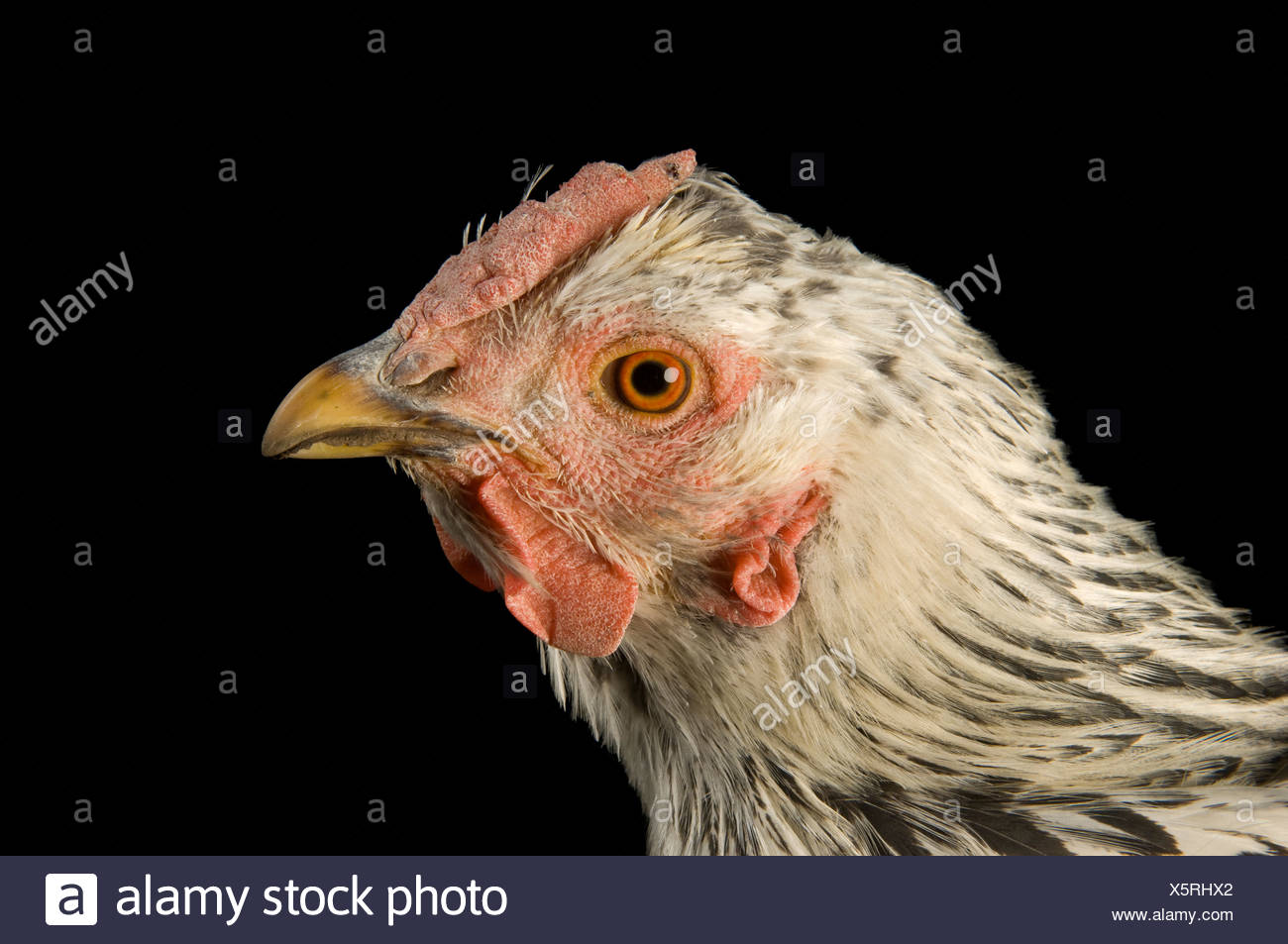 Silver Laced Wyandotte Stock Photos & Silver Laced Wyandotte Stock ...