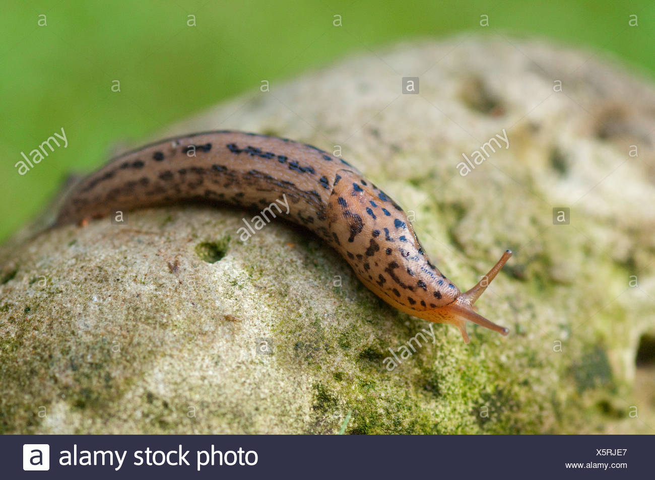 Giant Garden Slug High Resolution Stock Photography and Images - Alamy