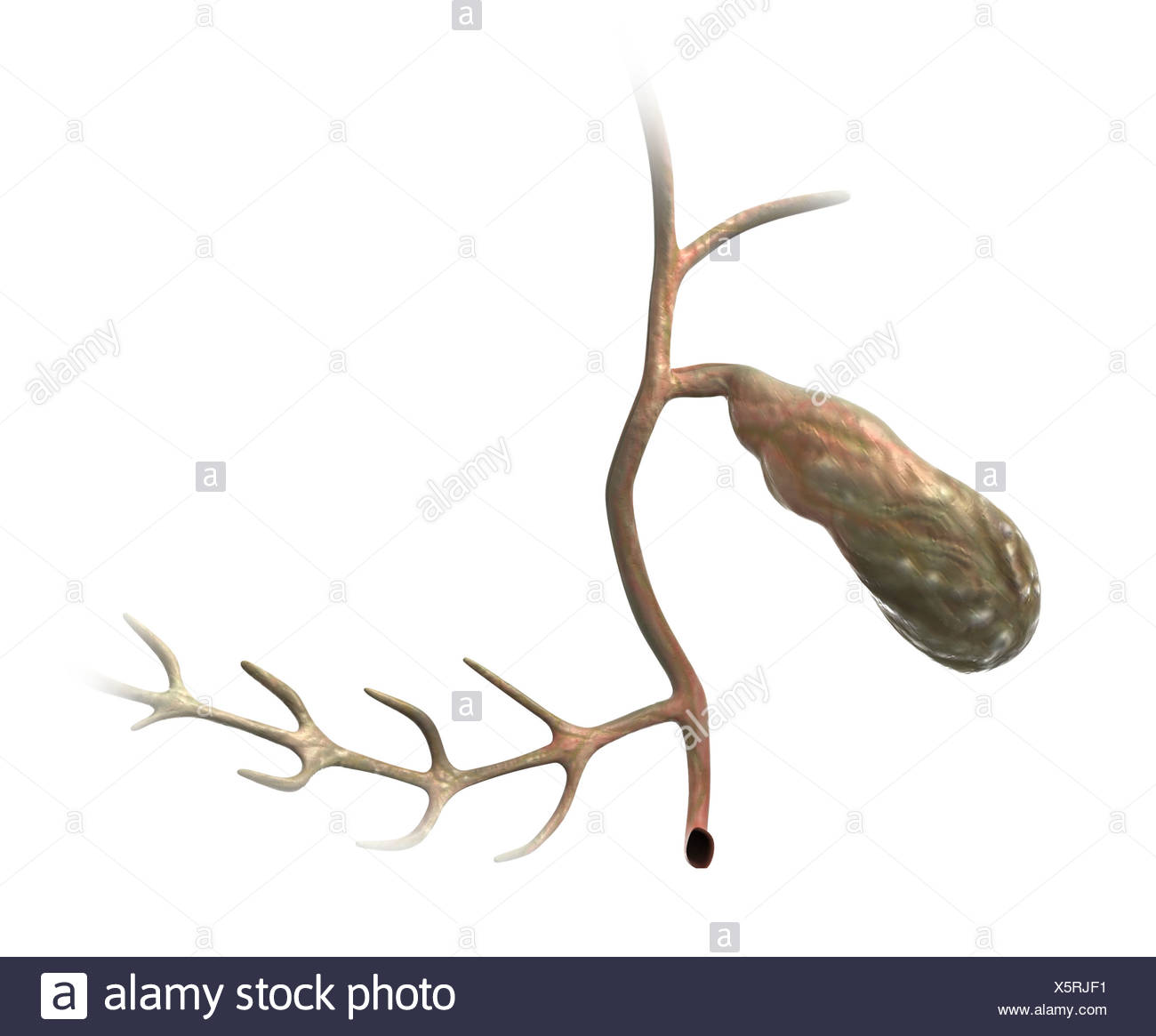 Gallbladder High Resolution Stock Photography and Images - Alamy