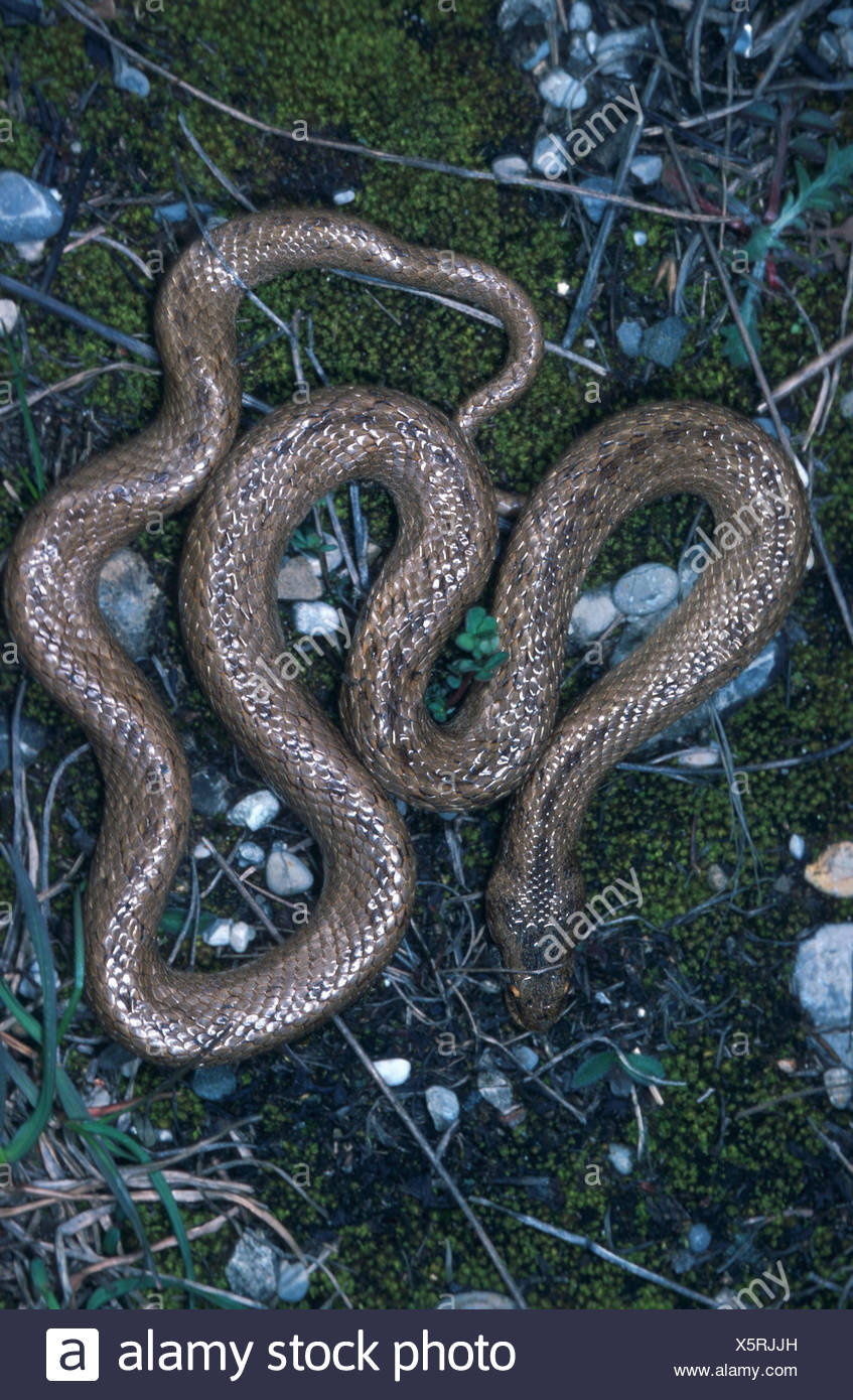 False Smooth Snake Macroprotodon High Resolution Stock Photography and ...