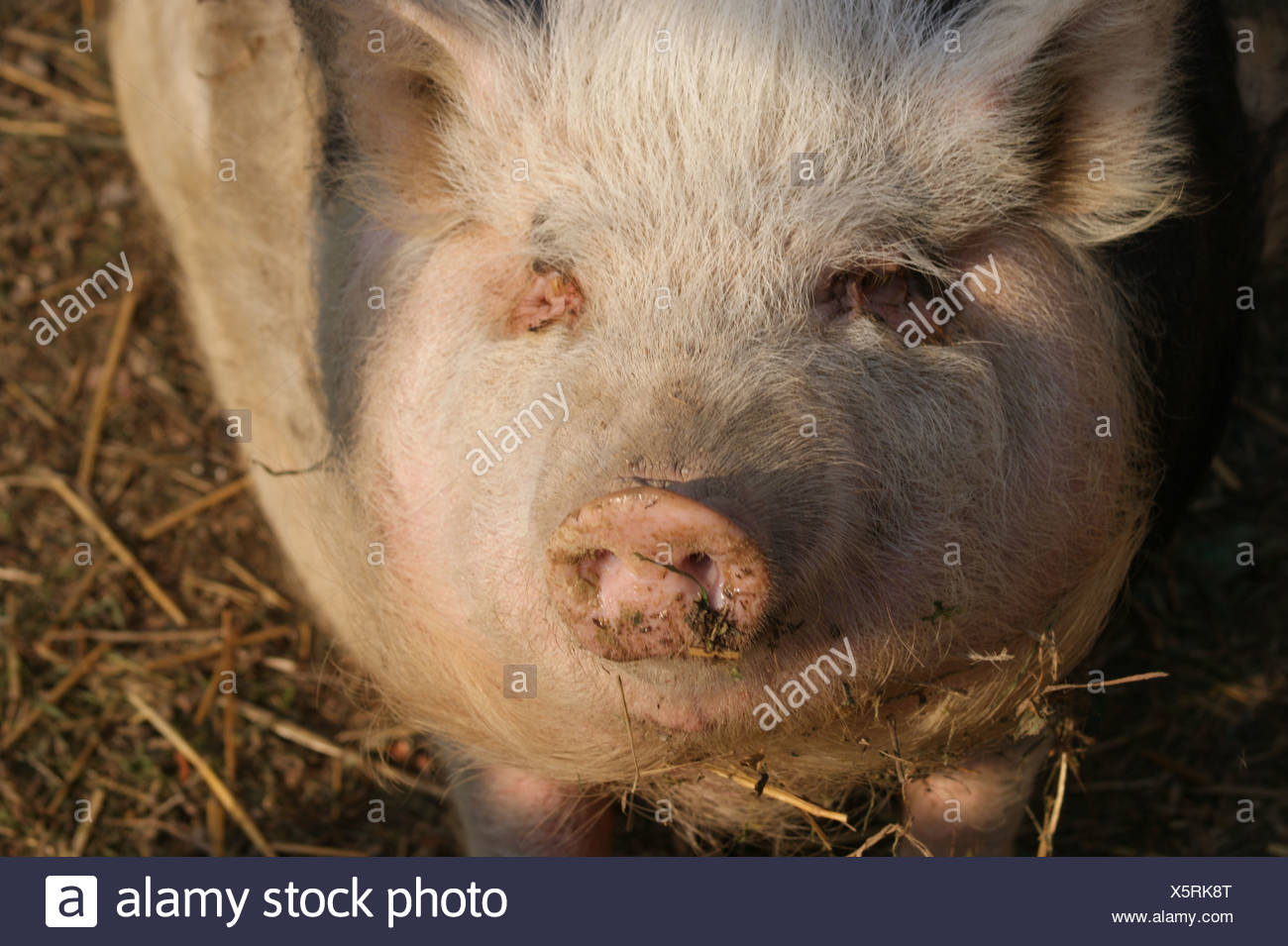 Curly Haired Pig High Resolution Stock Photography and Images - Alamy