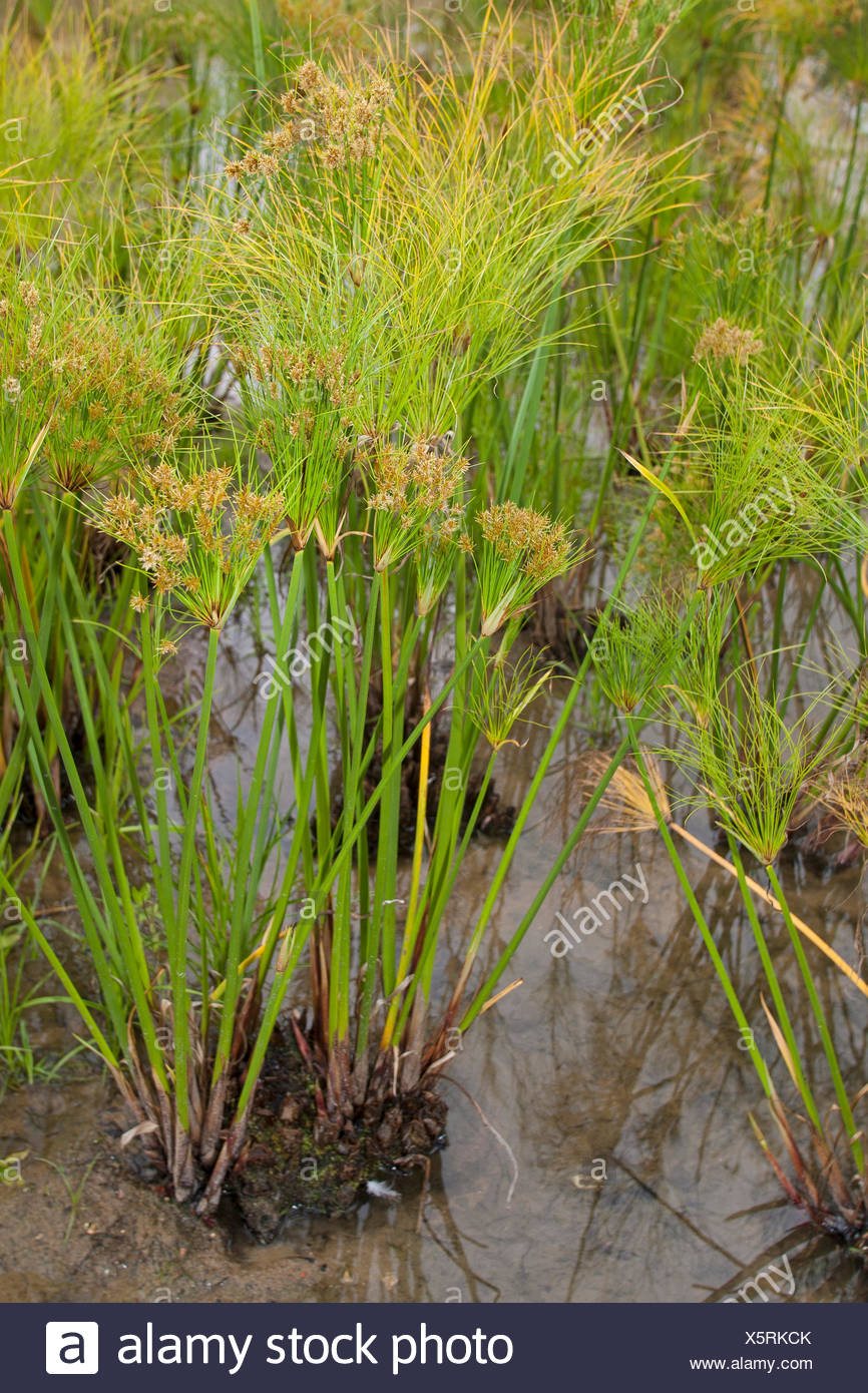 Papyrus Plant Plants High Resolution Stock Photography and Images - Alamy