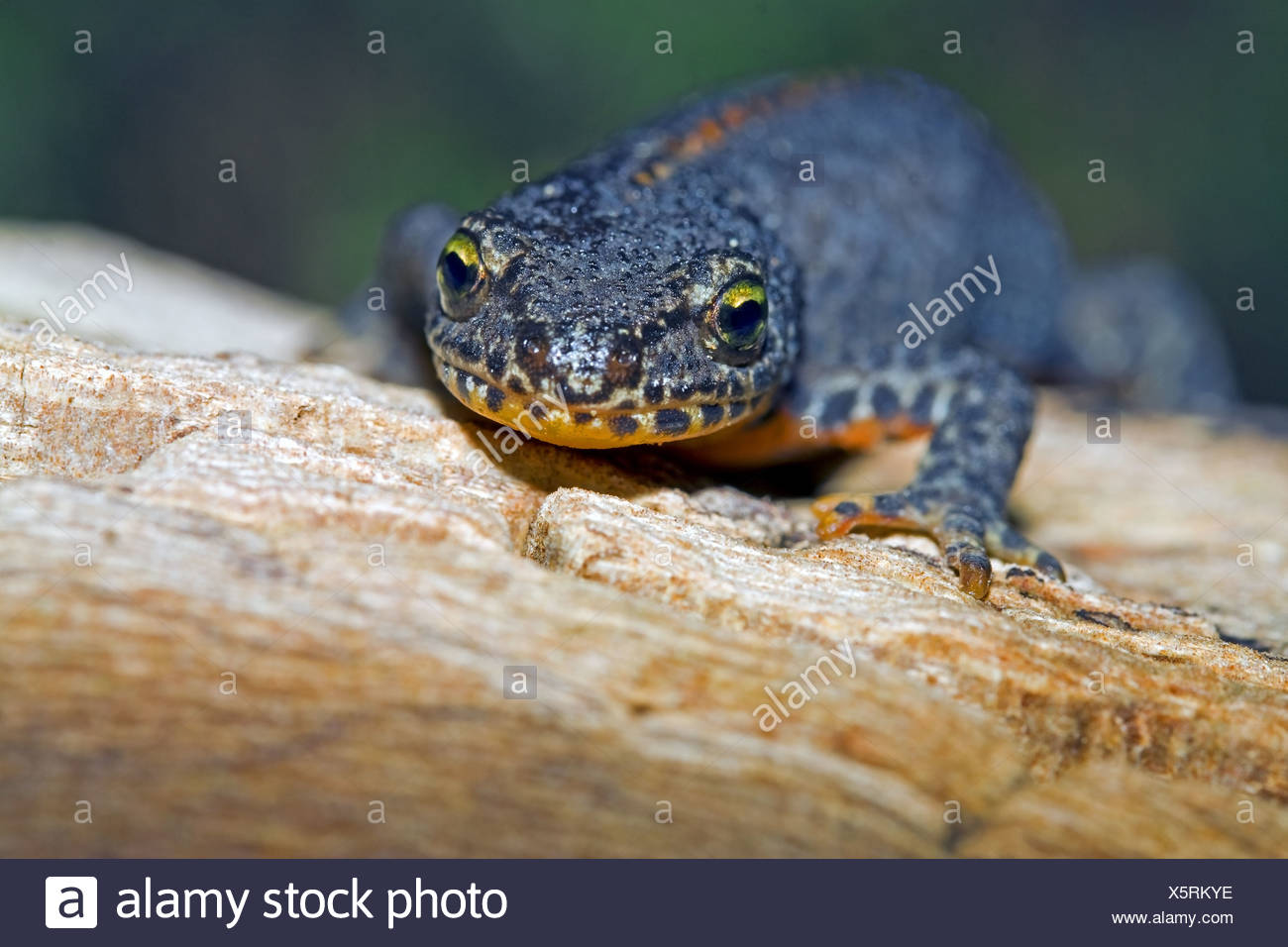 Triton Alpestris High Resolution Stock Photography and Images - Alamy