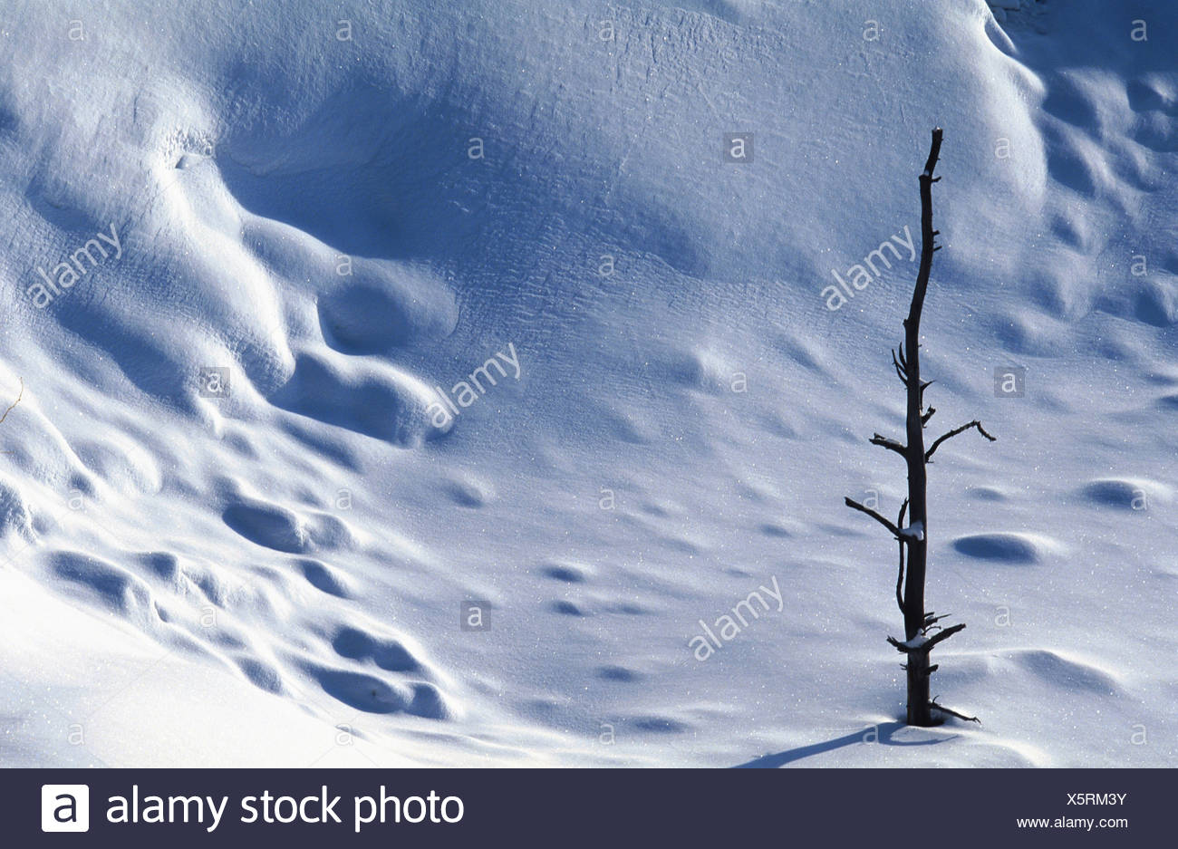 Dead Tree In Snow High Resolution Stock Photography and Images - Alamy