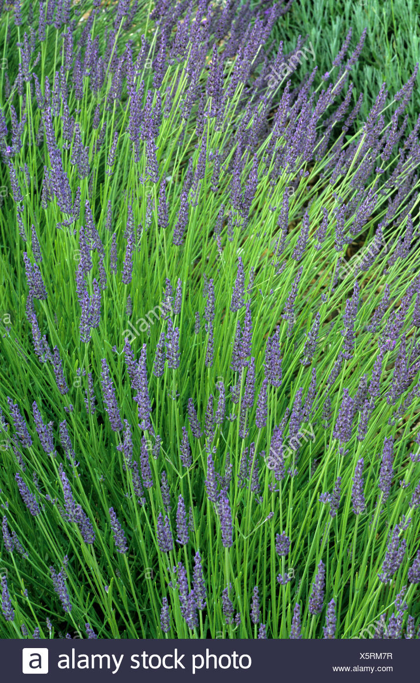 Lavandula Grosso Stock Photos & Lavandula Grosso Stock Images - Alamy