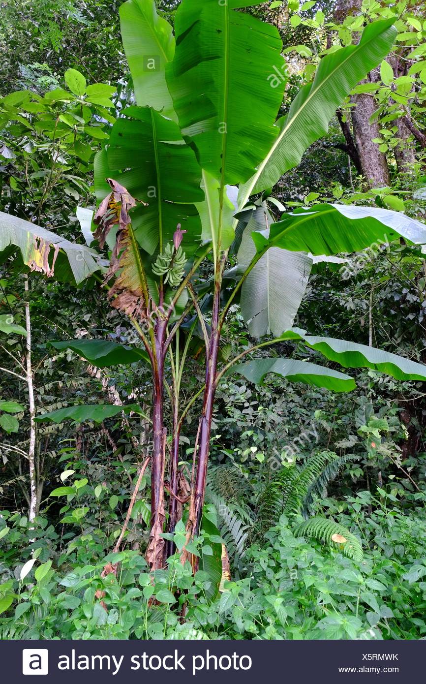 Banana Tree Edible High Resolution Stock Photography and Images - Alamy