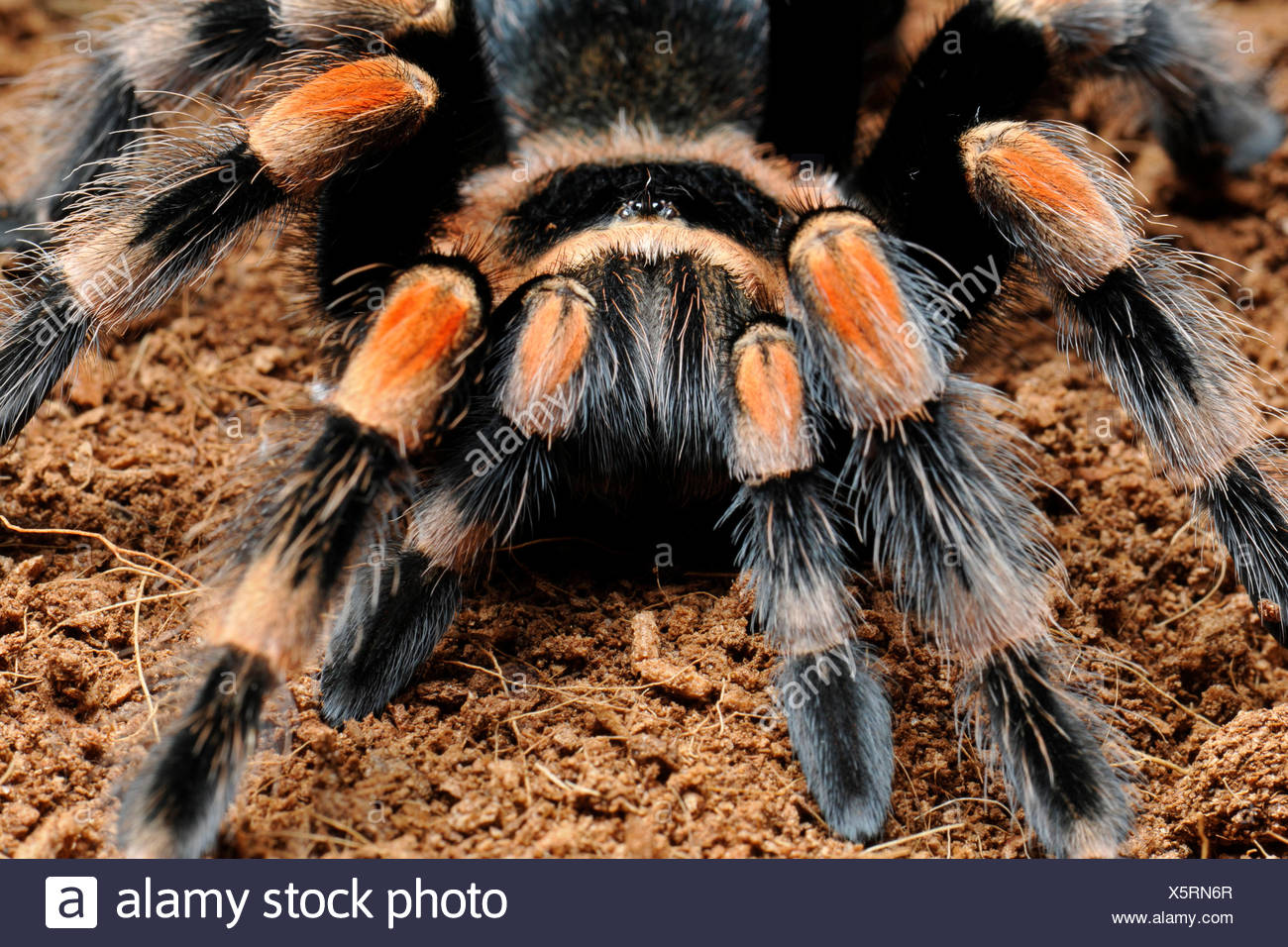 Mexican Spiders High Resolution Stock Photography and Images - Alamy