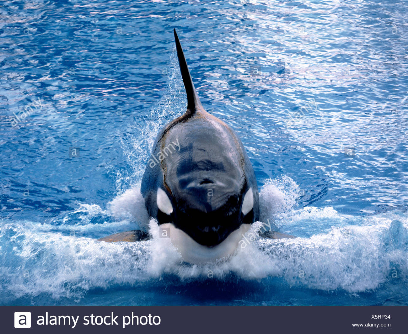 Orca Breaching High Resolution Stock Photography and Images - Alamy