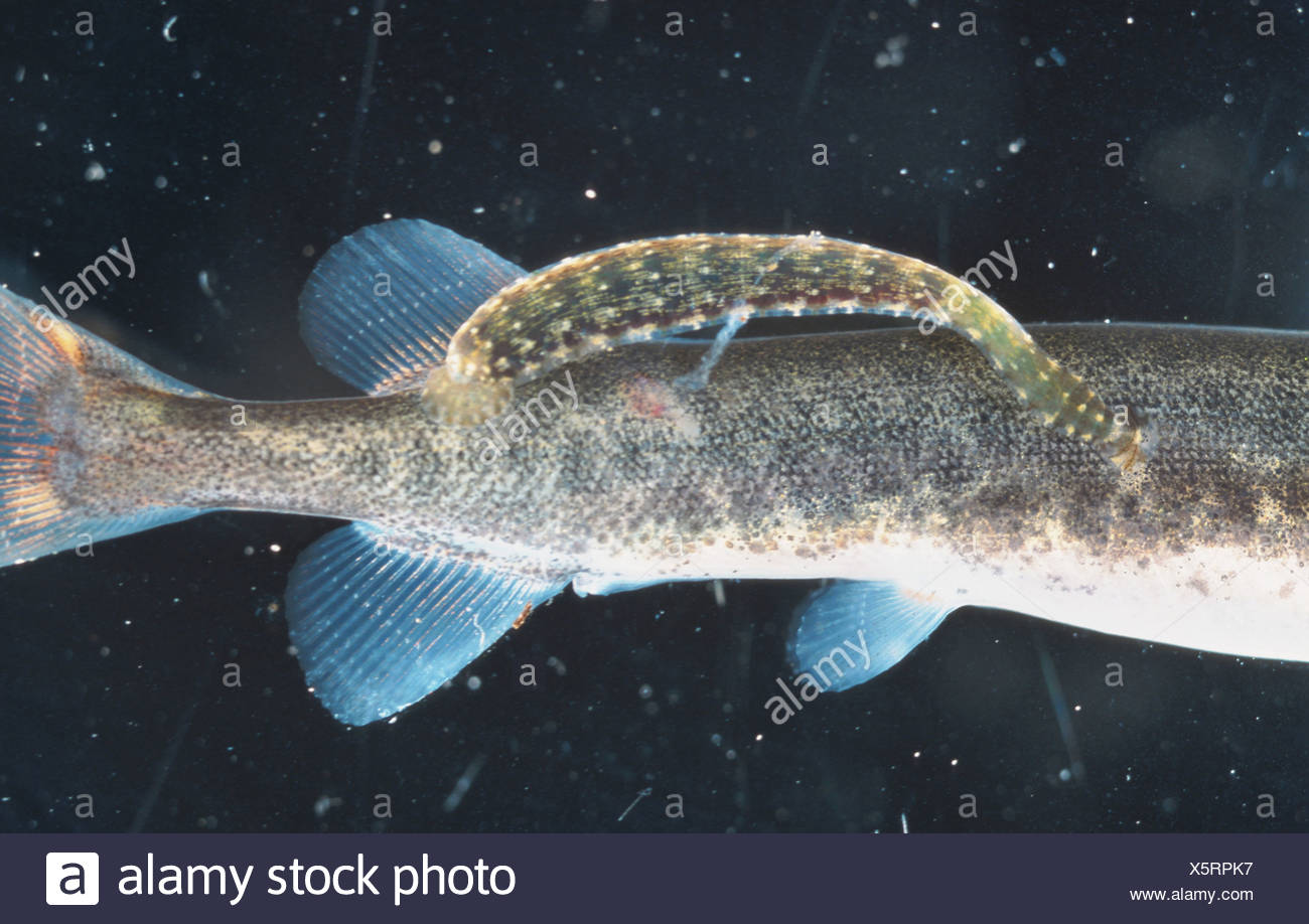Common Fish Leech Stock Photos & Common Fish Leech Stock Images - Alamy