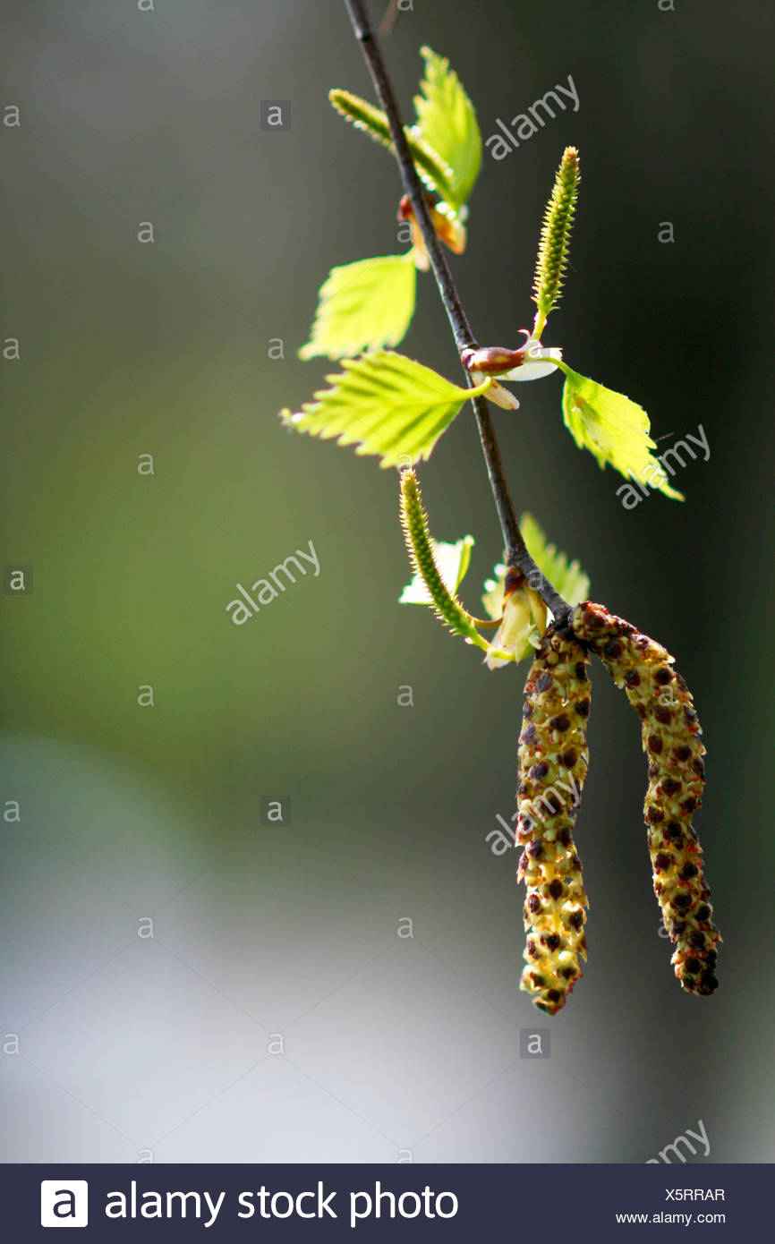 Disease Birch Stock Photos & Disease Birch Stock Images - Alamy