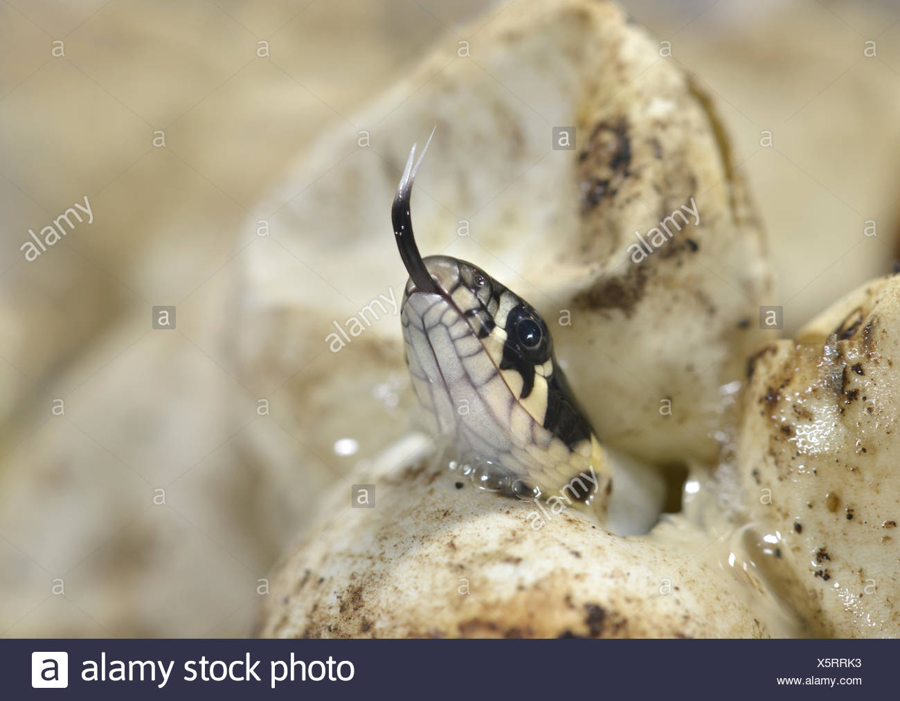 Young Snake Stock Photos & Young Snake Stock Images - Alamy