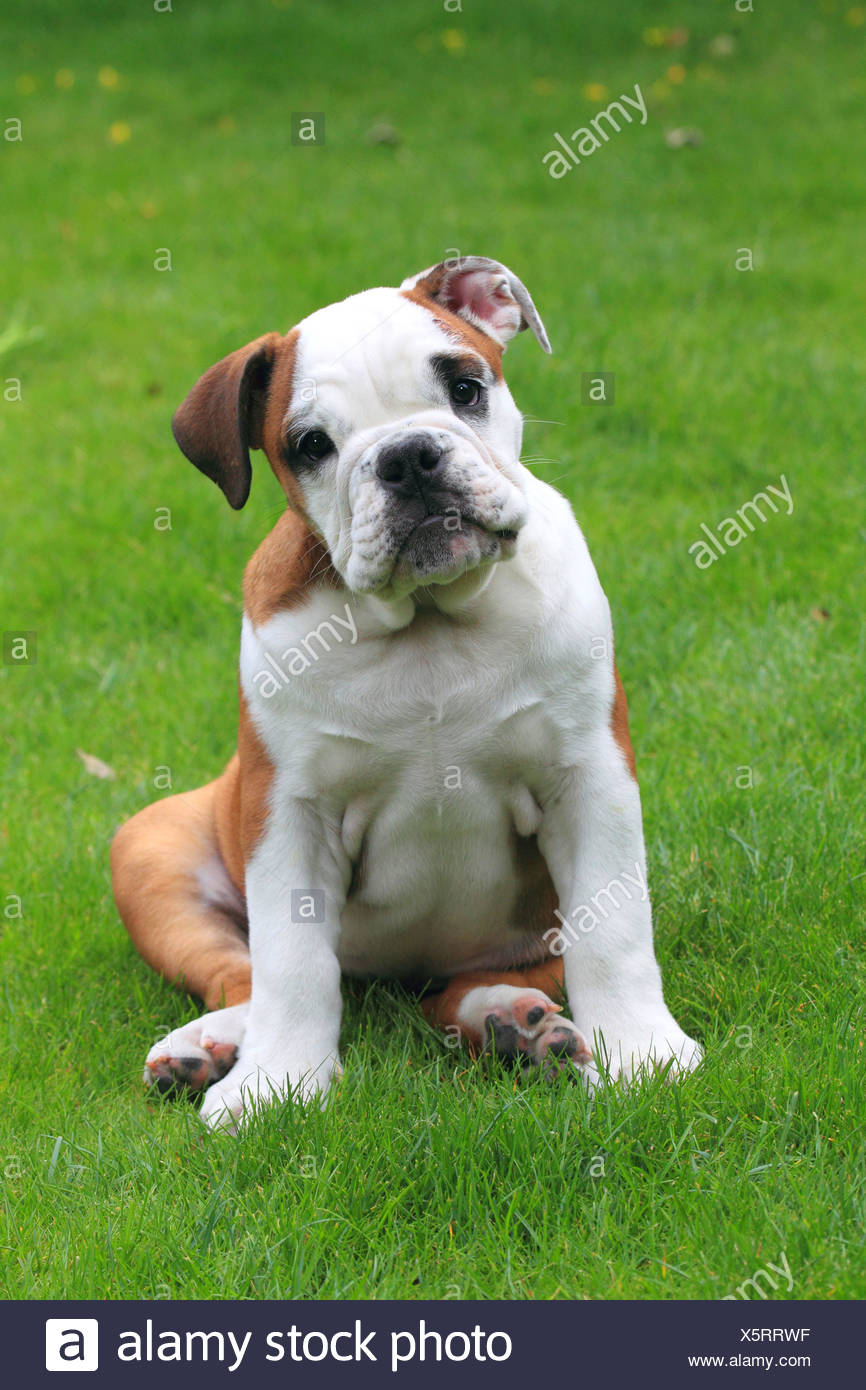 American Bulldog Sitting High Resolution Stock Photography and Images ...