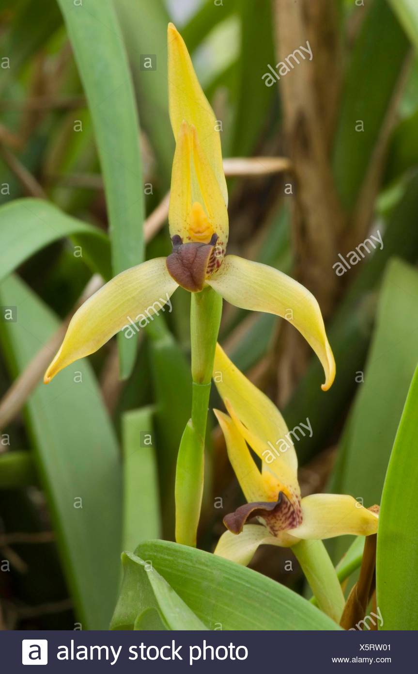 Maxillaria Stock Photos & Maxillaria Stock Images - Alamy