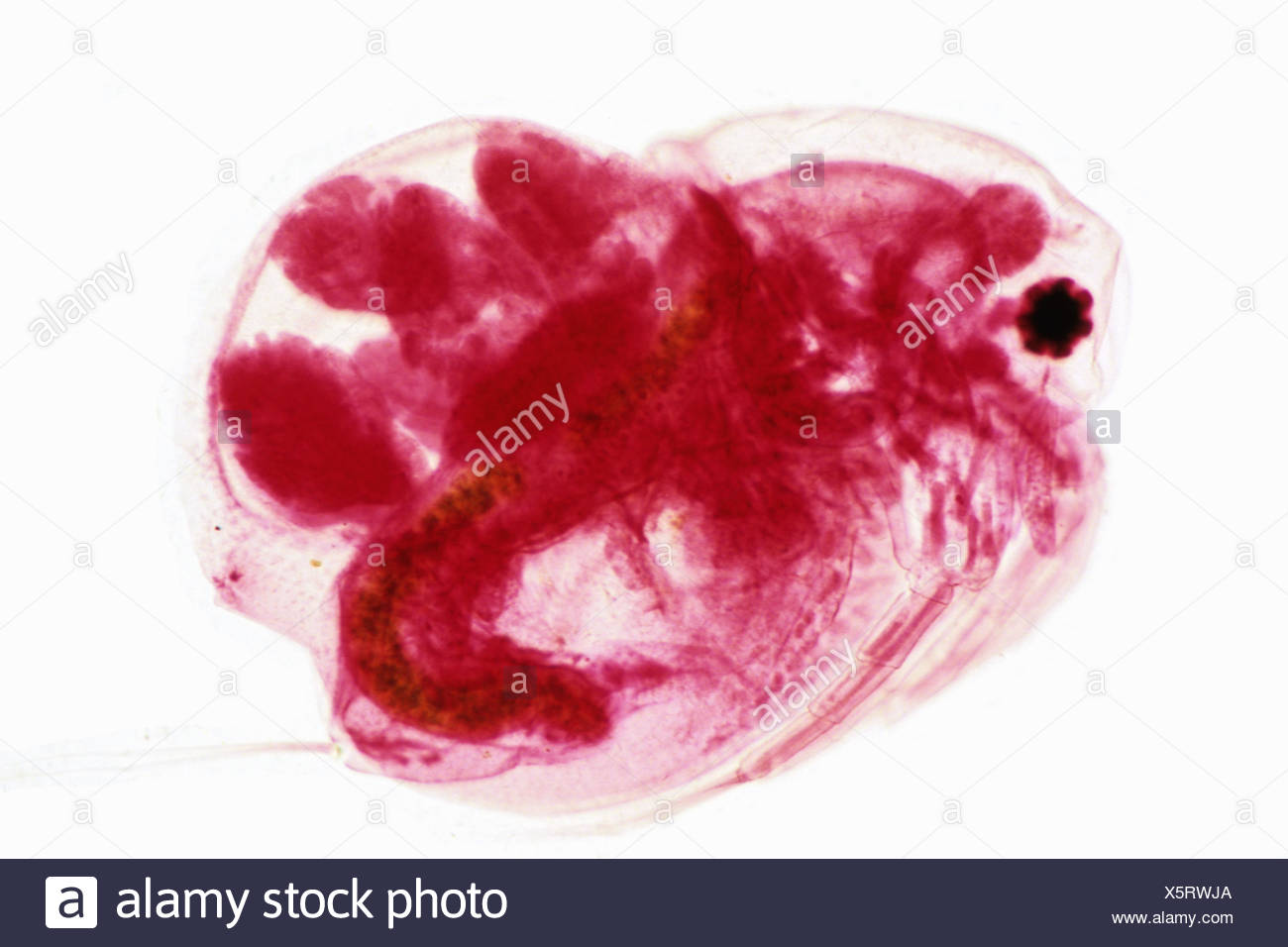 Crustacea High Resolution Stock Photography and Images - Alamy