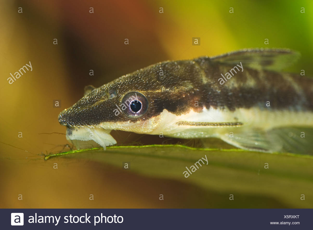 Otocinclus Stock Photos & Otocinclus Stock Images - Alamy