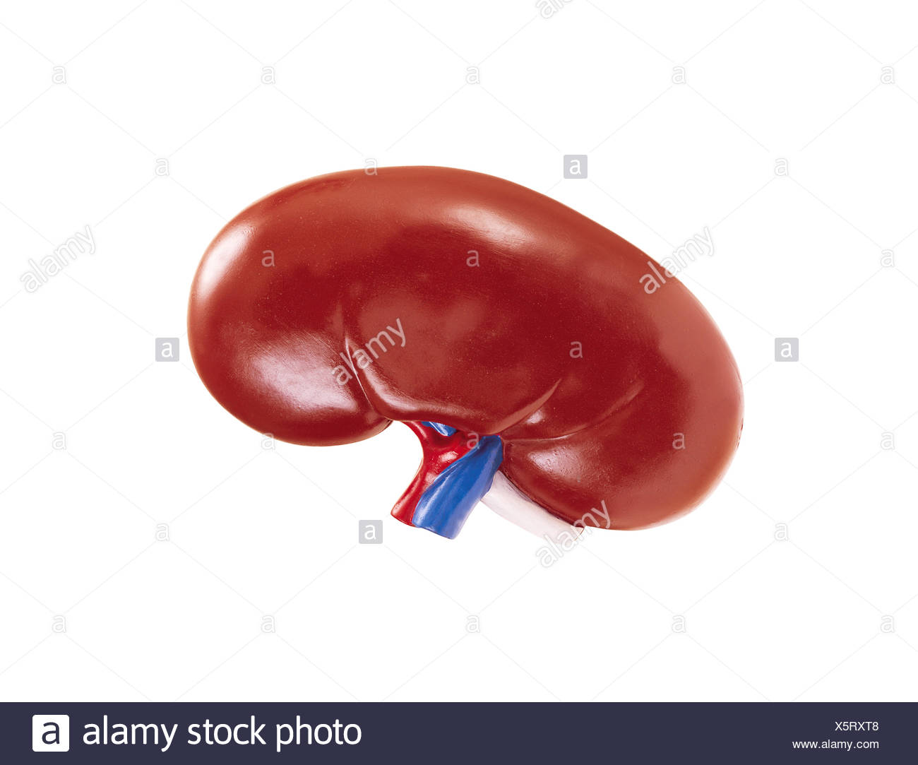 Artificial Kidney High Resolution Stock Photography and Images - Alamy