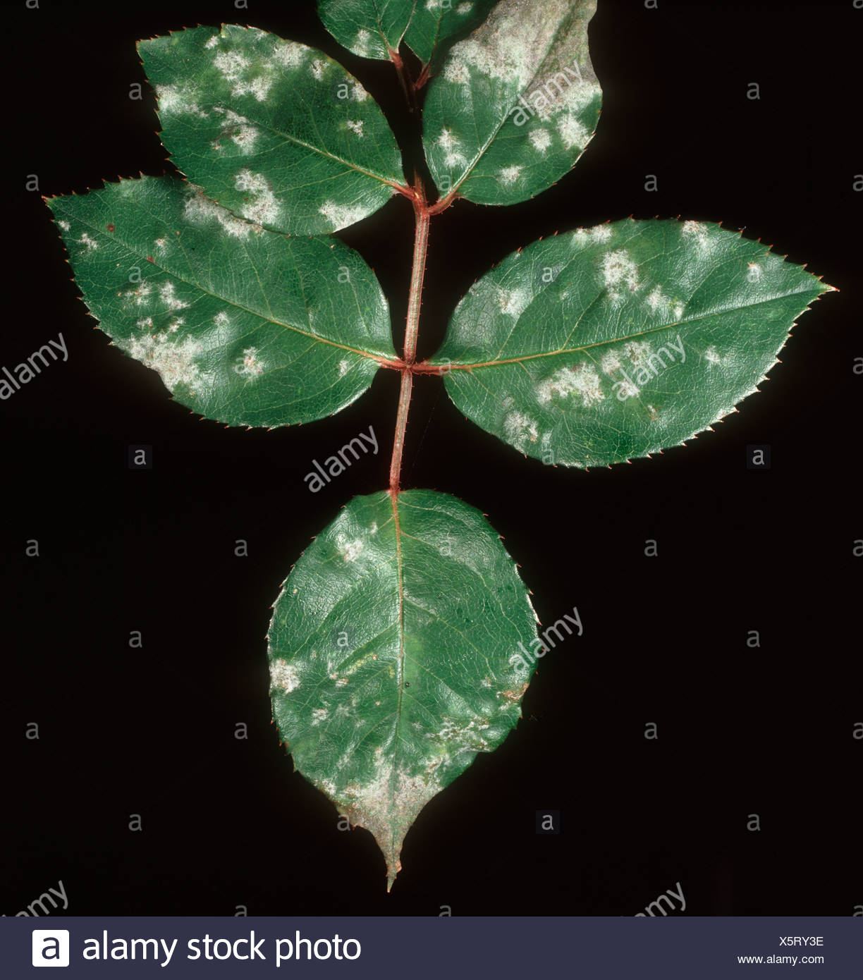 Diseased Rose Stock Photos & Diseased Rose Stock Images - Alamy