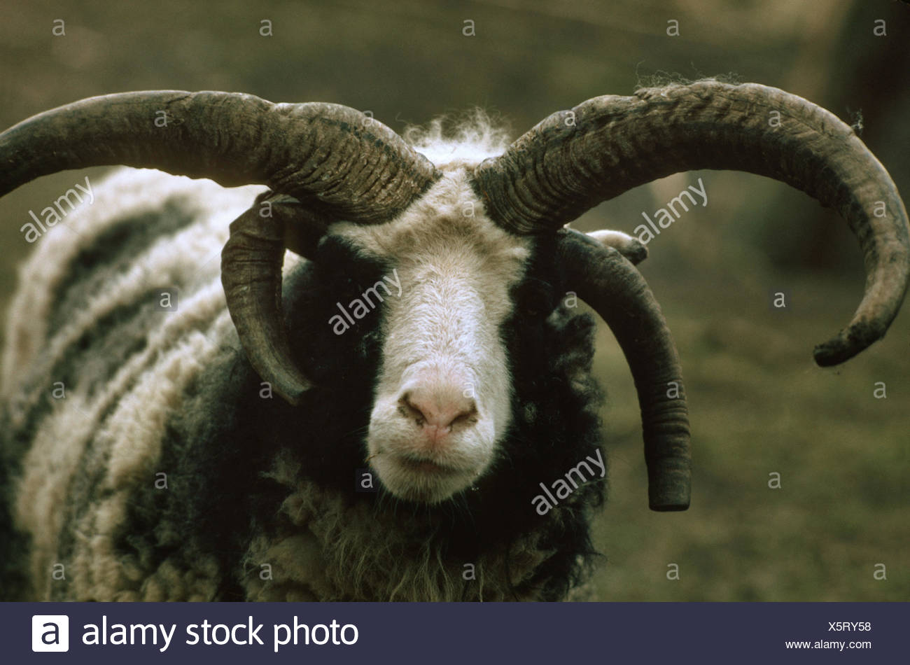 Sheep Horn Stock Photos & Sheep Horn Stock Images - Alamy