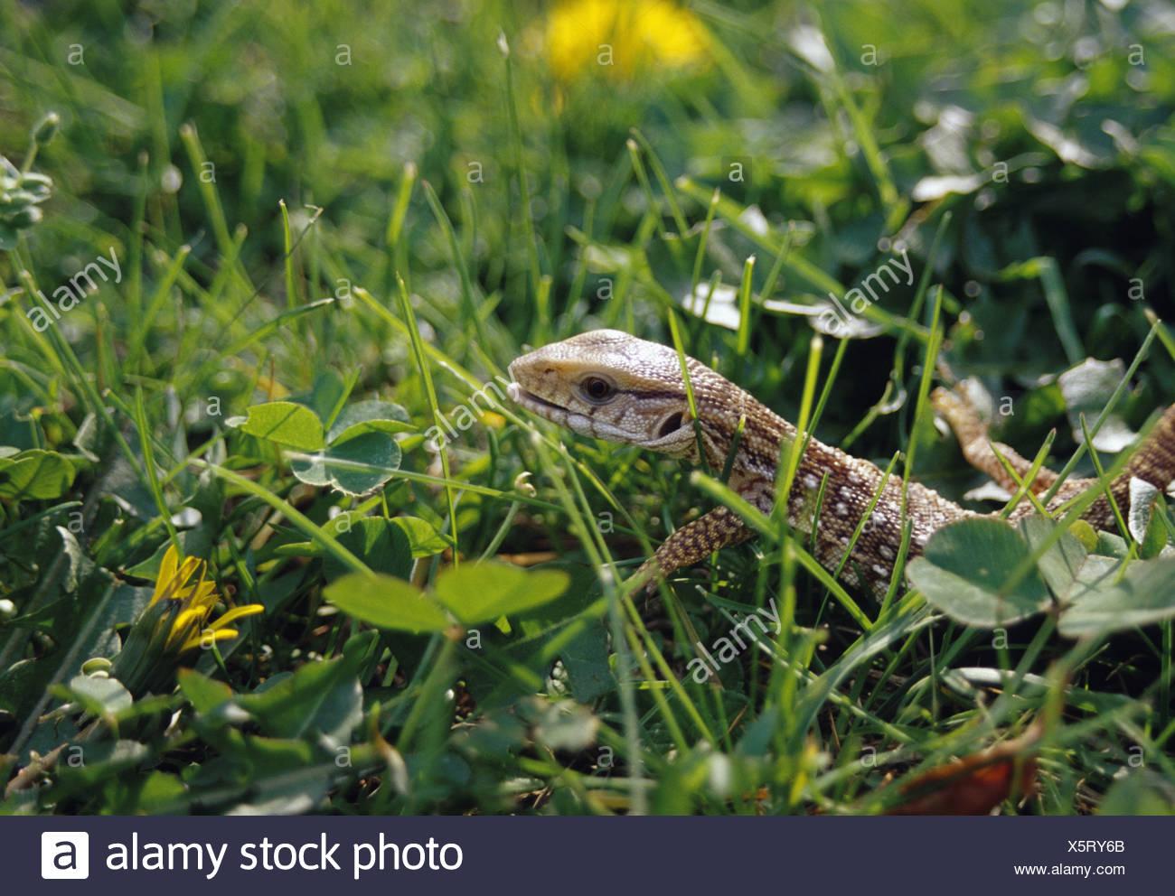 Small Monitor Lizards High Resolution Stock Photography and Images - Alamy