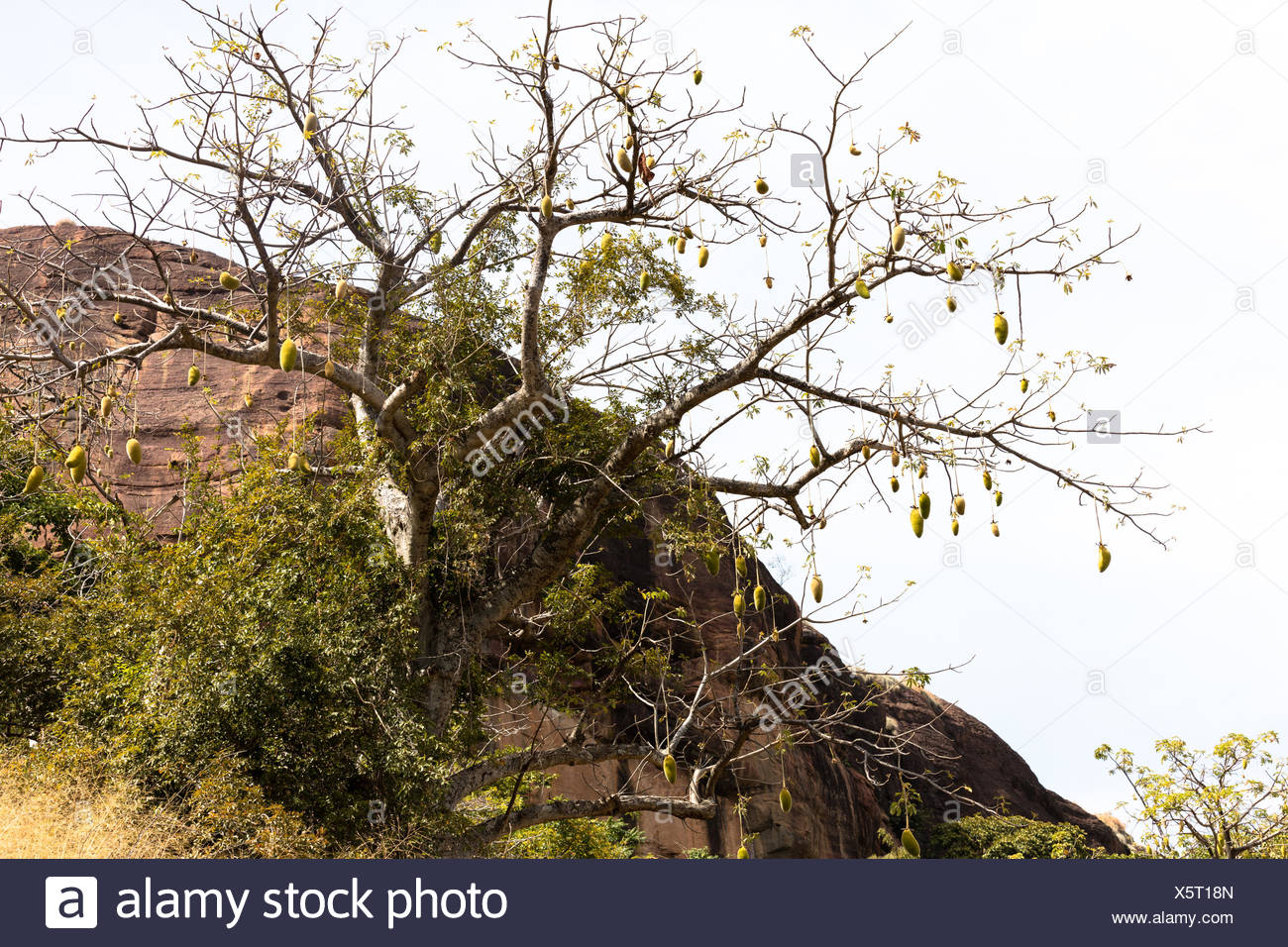 Breadfruit High Resolution Stock Photography and Images - Alamy