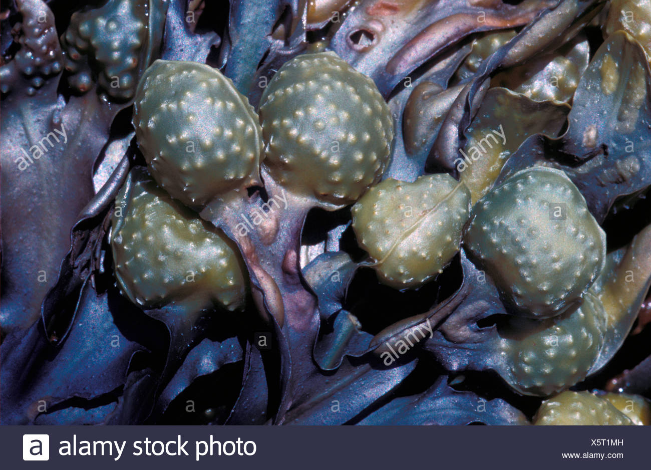 Reproductive Bodies High Resolution Stock Photography and Images - Alamy