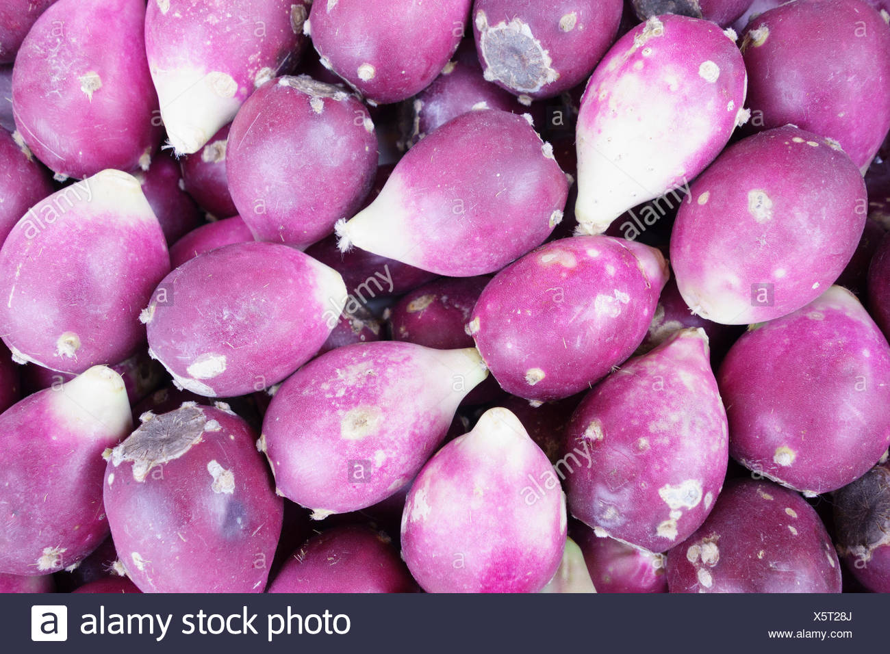 Growing Nopal High Resolution Stock Photography and Images - Alamy