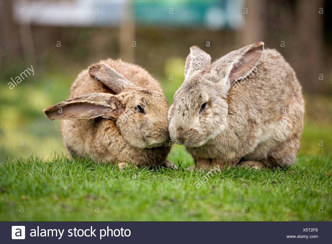 Flemish Giant Rabbits High Resolution Stock Photography and Images - Alamy