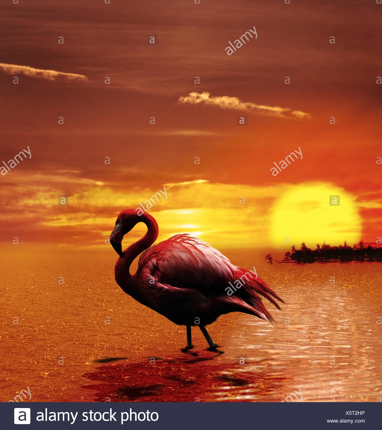 Flamingo At Sunset Stock Photos & Flamingo At Sunset Stock Images - Alamy