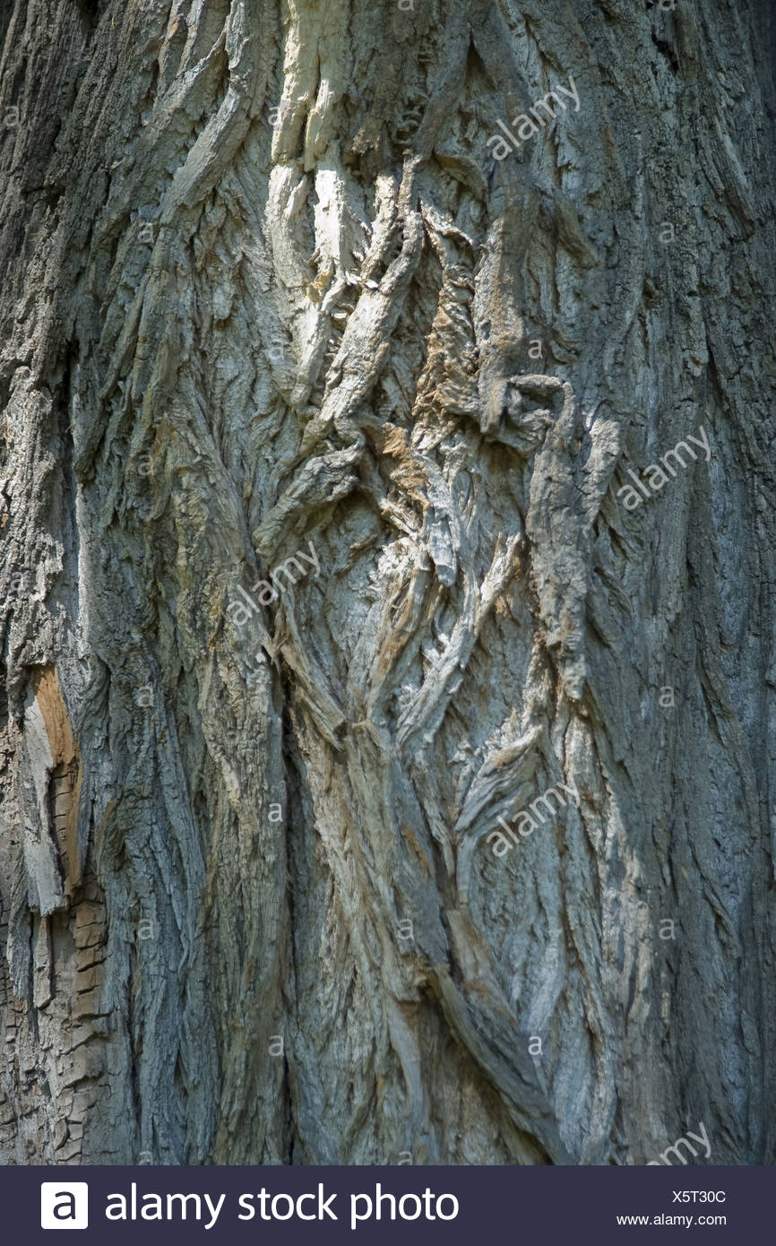 Black Poplar Populus Nigra Trees High Resolution Stock Photography and ...