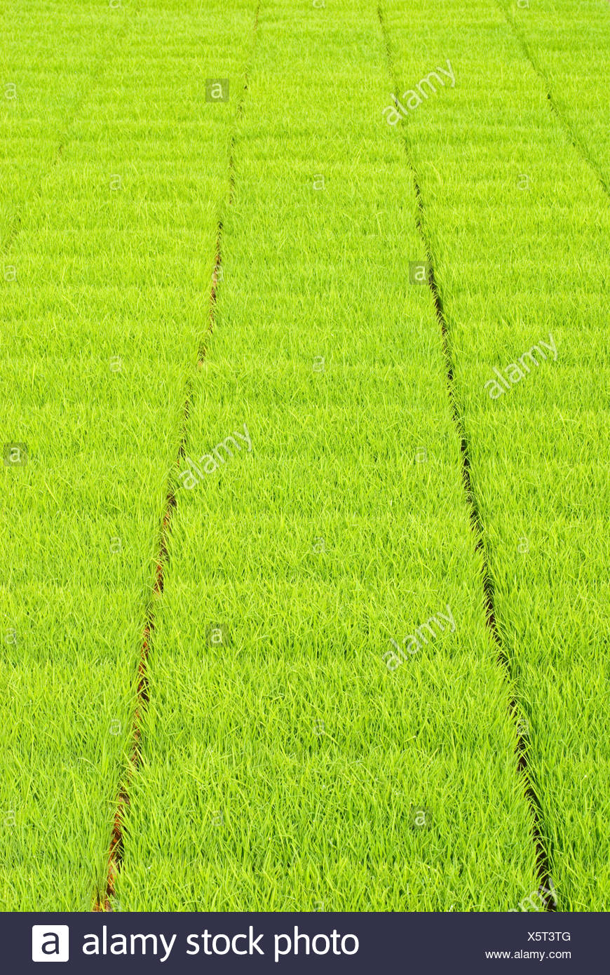 Grassl High Resolution Stock Photography and Images - Alamy